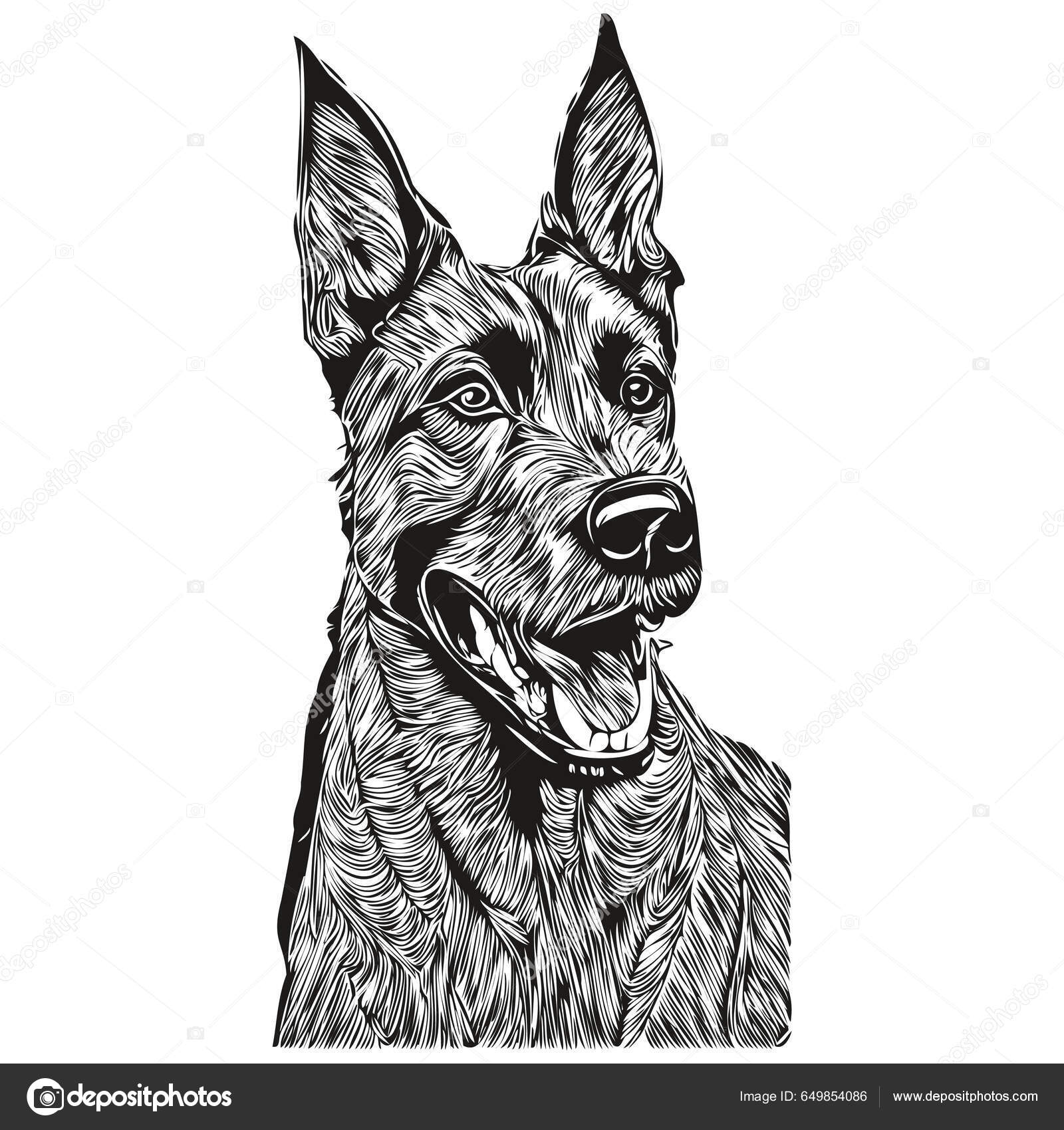 Belga Malcom Perro Logo Dibujado Mano Línea Arte Vector Dibujo Vector ...