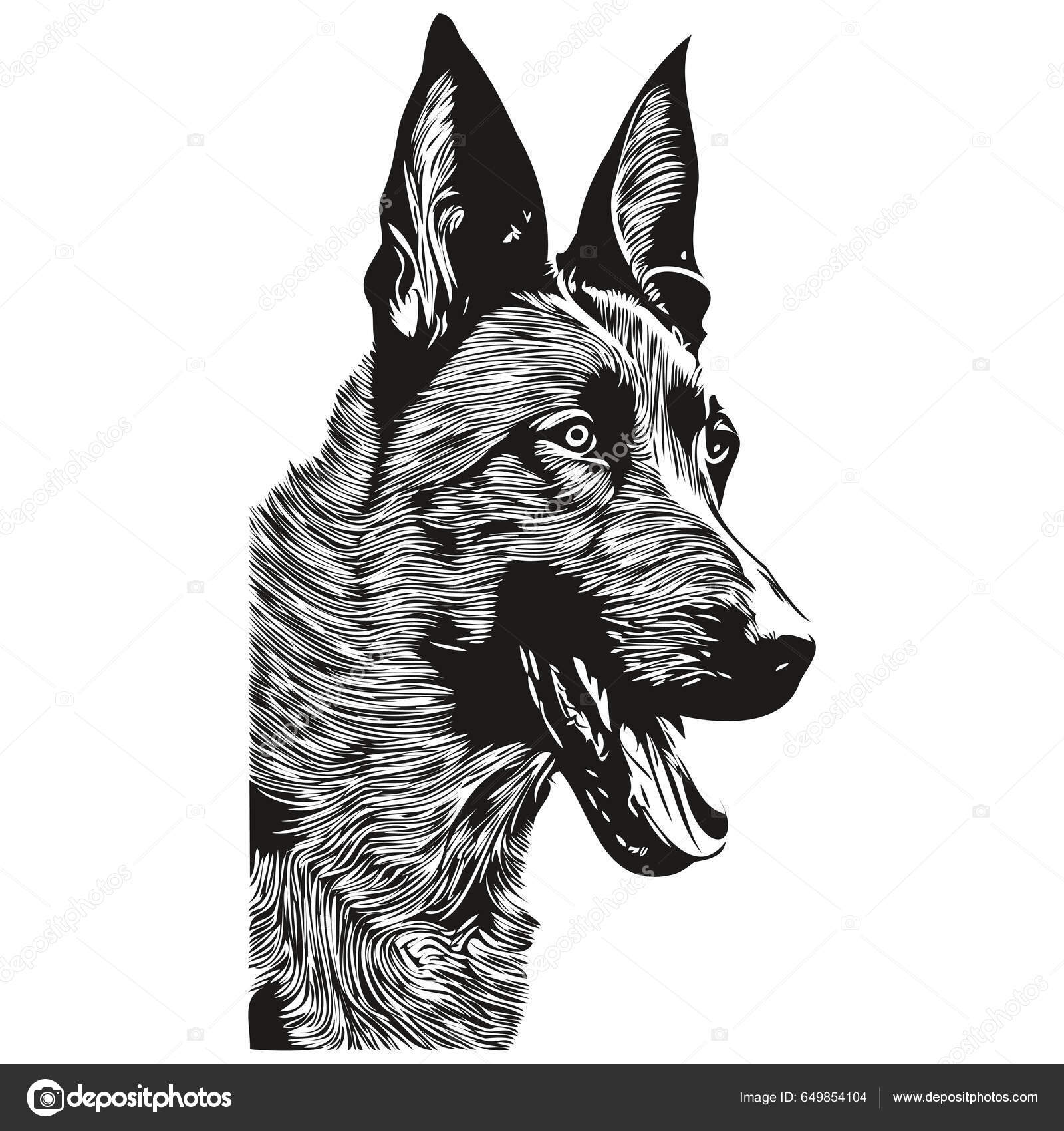 Belgian Malinois Dog Logo Hand Drawn Line Art Vector Drawing Stock ...