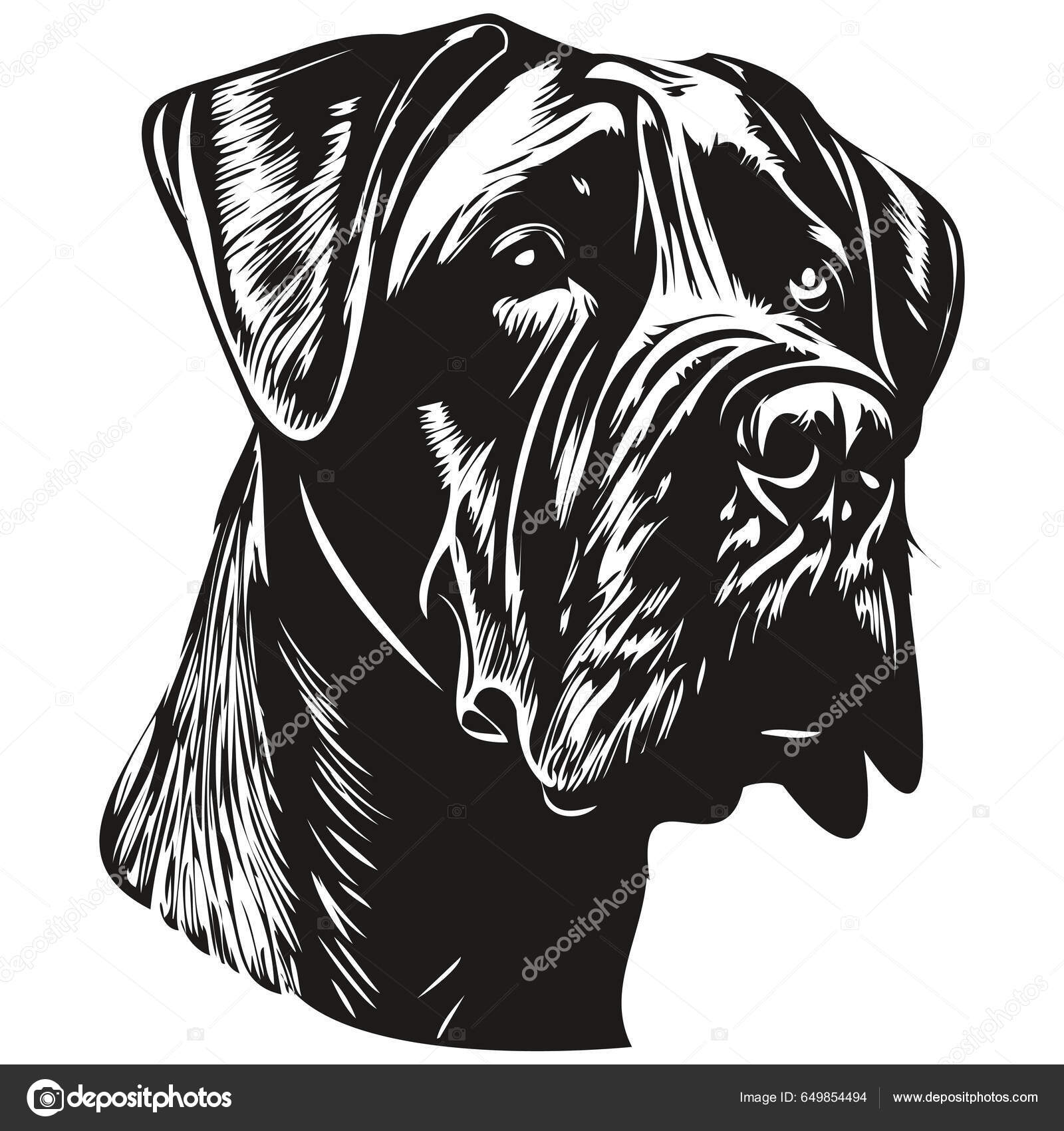 Cane Corso Dog Line Art Hand Drawing Vector Logo Black Stock Vector by ...