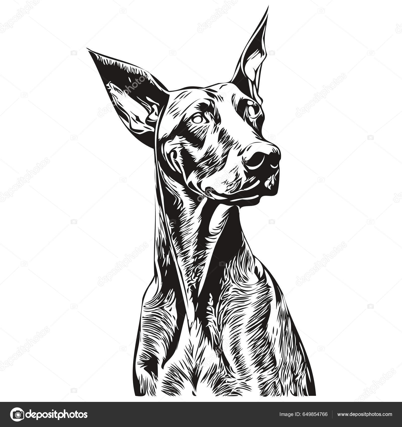 Doberman Line Drawing