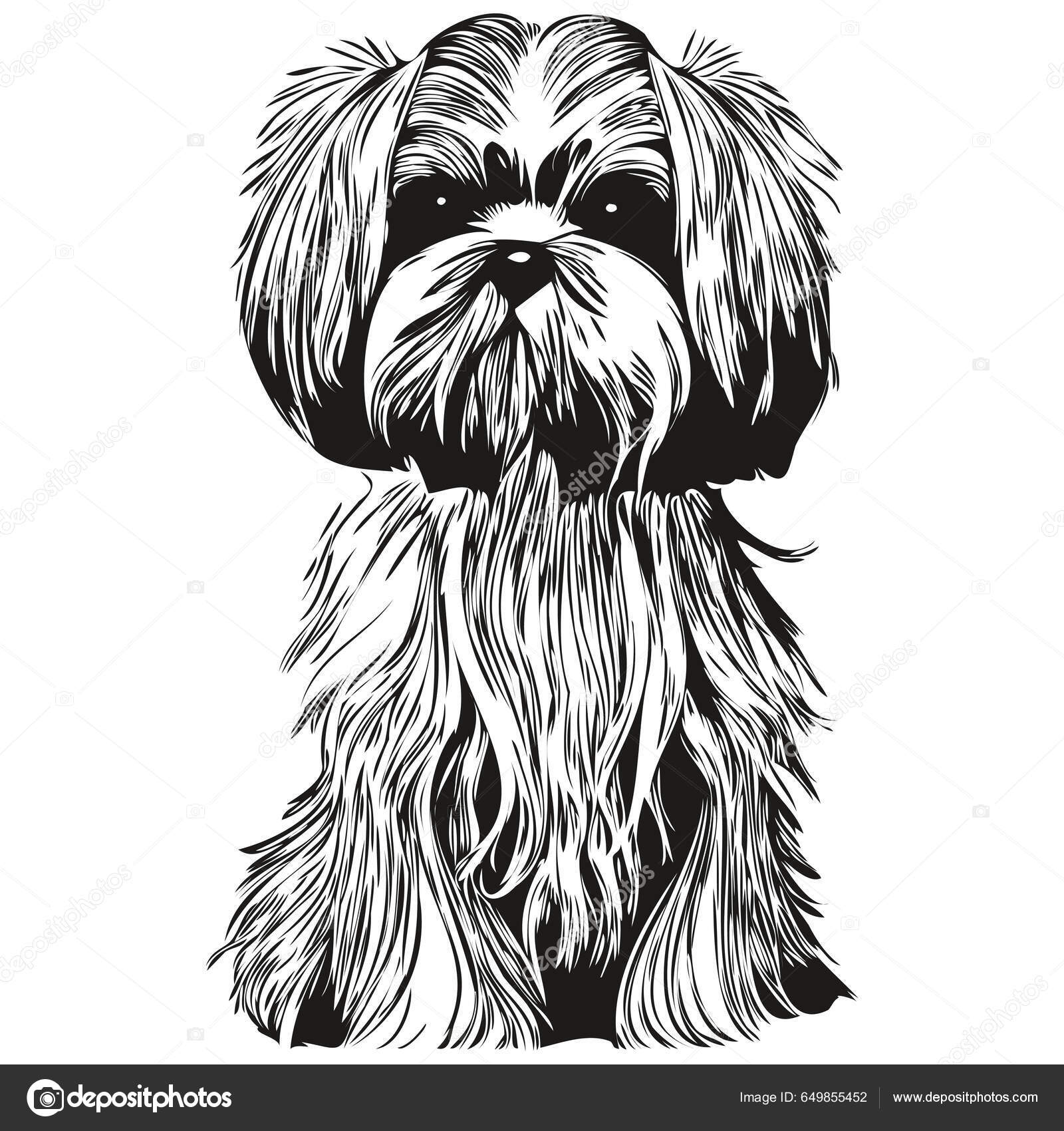 Shih Tzu Dog Hand Drawn Line Art Vector Drawing Black Stock Vector by ...