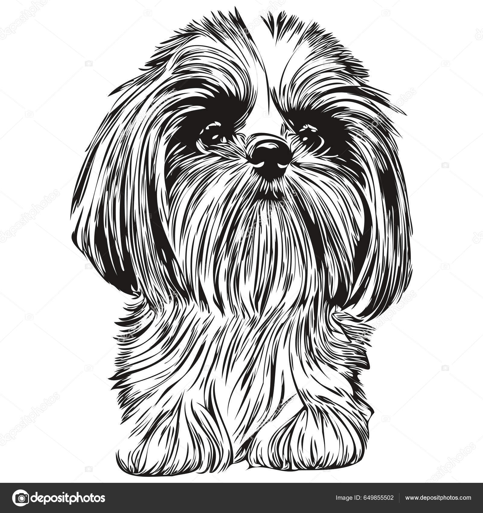 Shih Tzu Dog Logo Hand Drawn Line Art Vector Drawing Stock Vector by ...