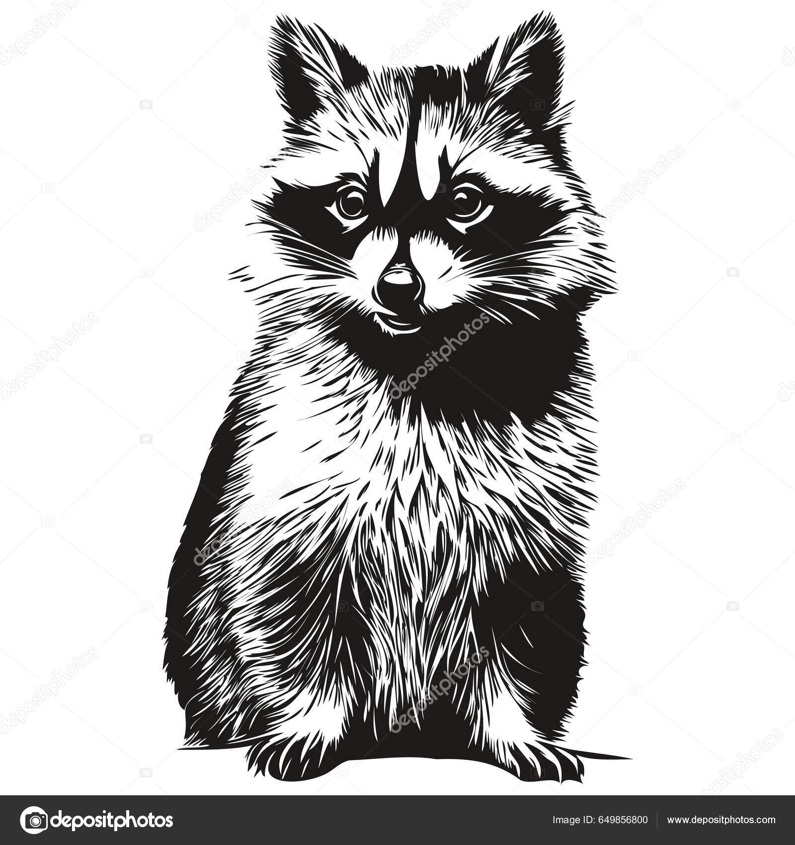 Raccoon Illustration Vintage