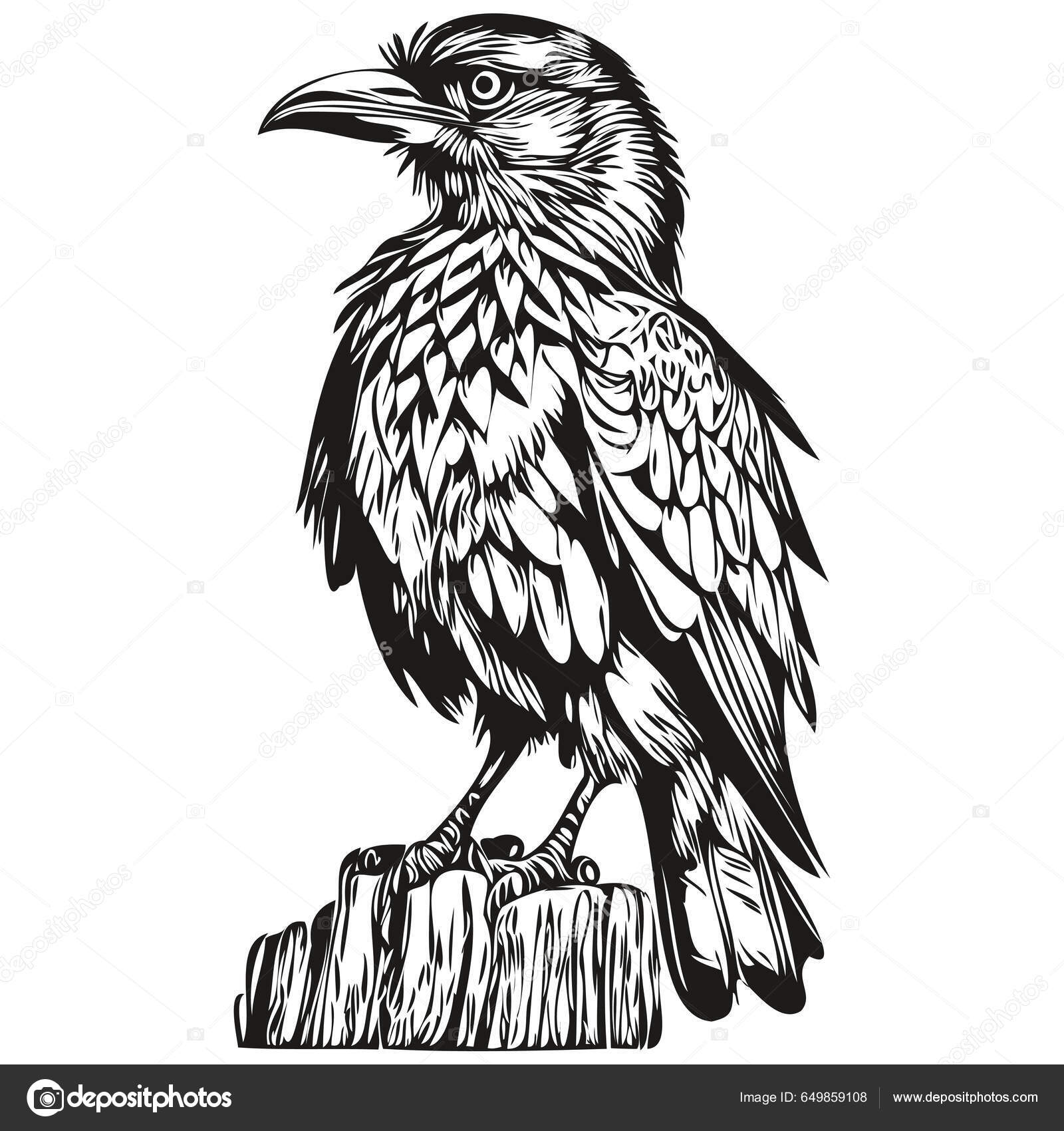 Retrato Bonito Corvo Fundo Branco Corbi Vetor de ©svetomircomua 649859108