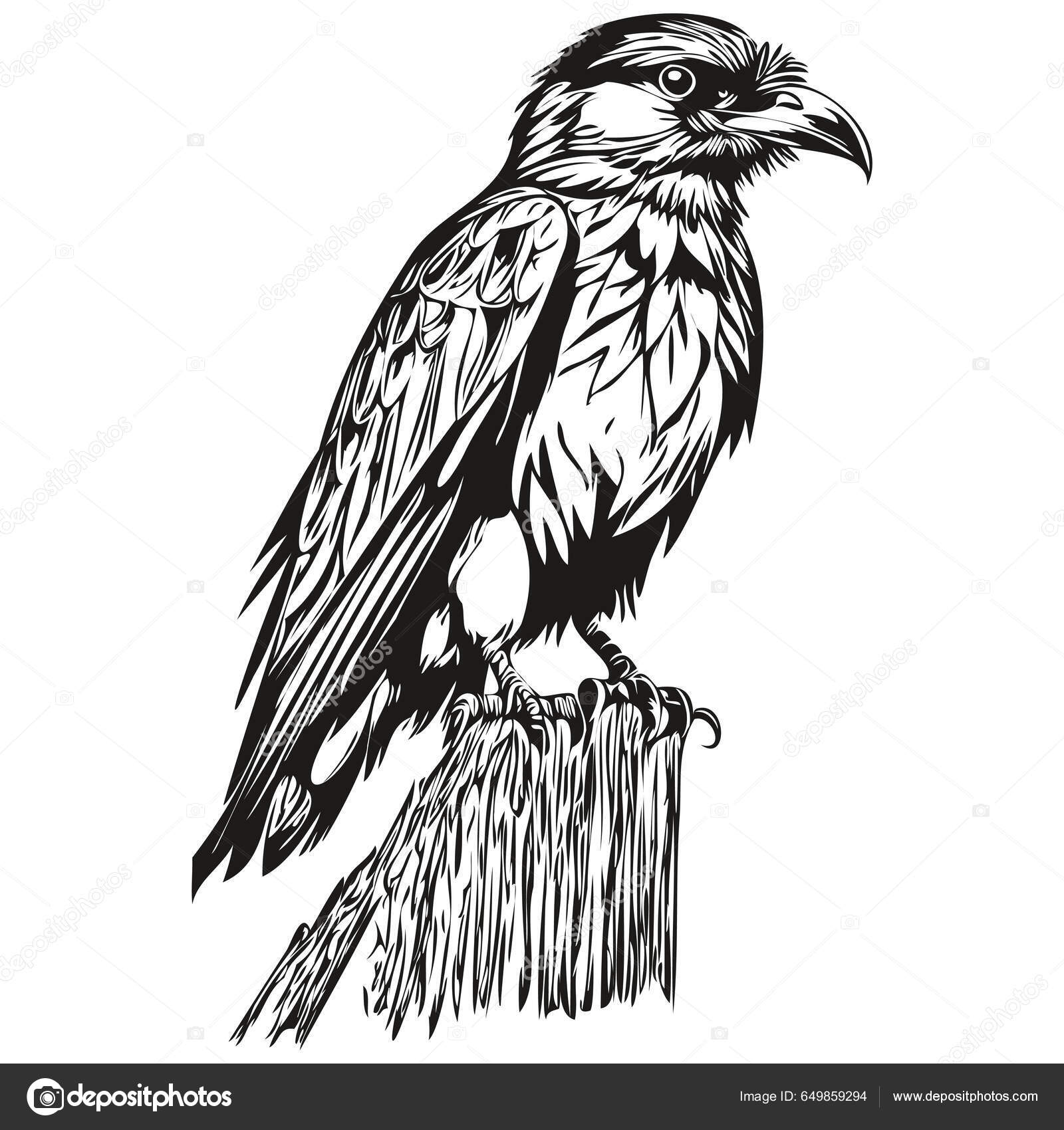 Raven Skizzenhaft Grafisches Porträt Eines Raben Auf Weißem Hintergrund ...