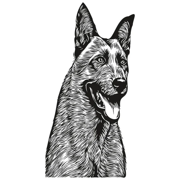 Belga Malcom Perro Logo Dibujado Mano Línea Arte Vector Dibujo Vector ...