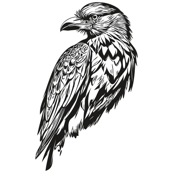 Vectores de Halcon dibujo, imágenes vectoriales | Depositphotos