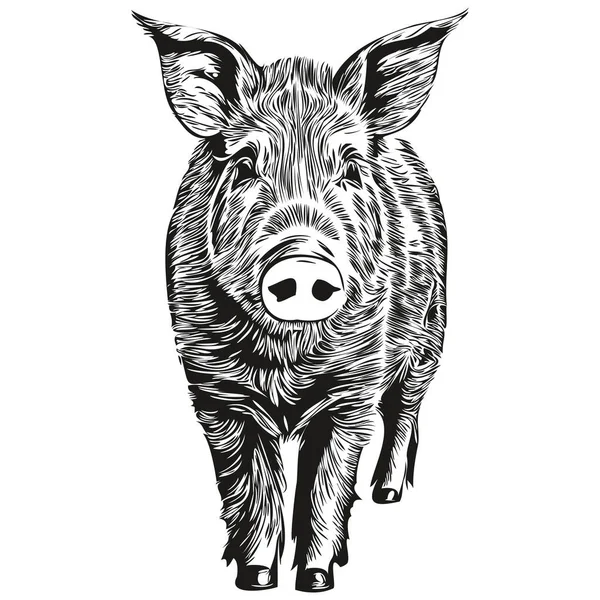 Svineskitser Skitse Med Gennemsigtig Baggrund Håndtegnet Illustration ...