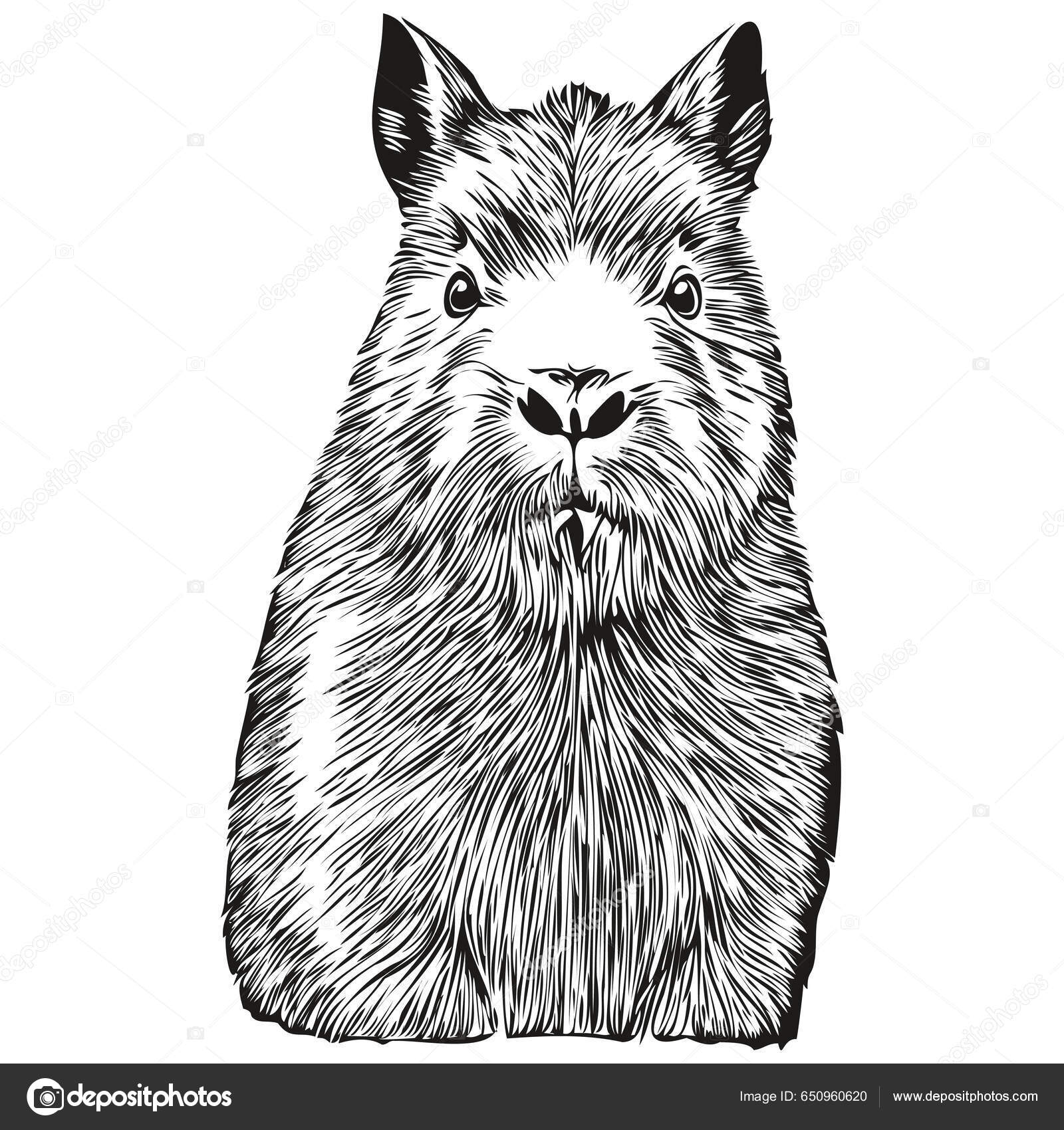 Capybara Vektor Illustration Linje Kunst Tegning Sort Hvid Capybara ...