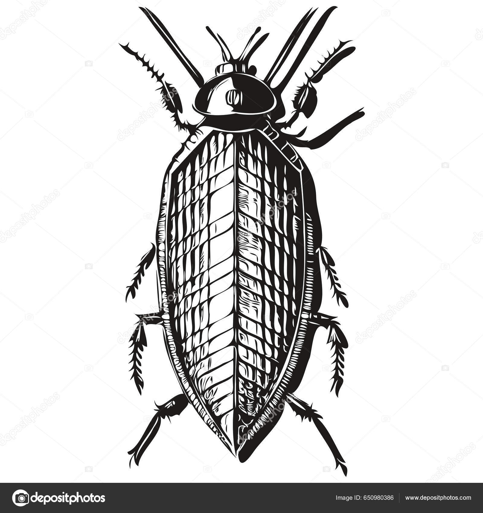 Blanco Negro Pintura Lineal Dibujar Cucaracha Vector Ilustración ...