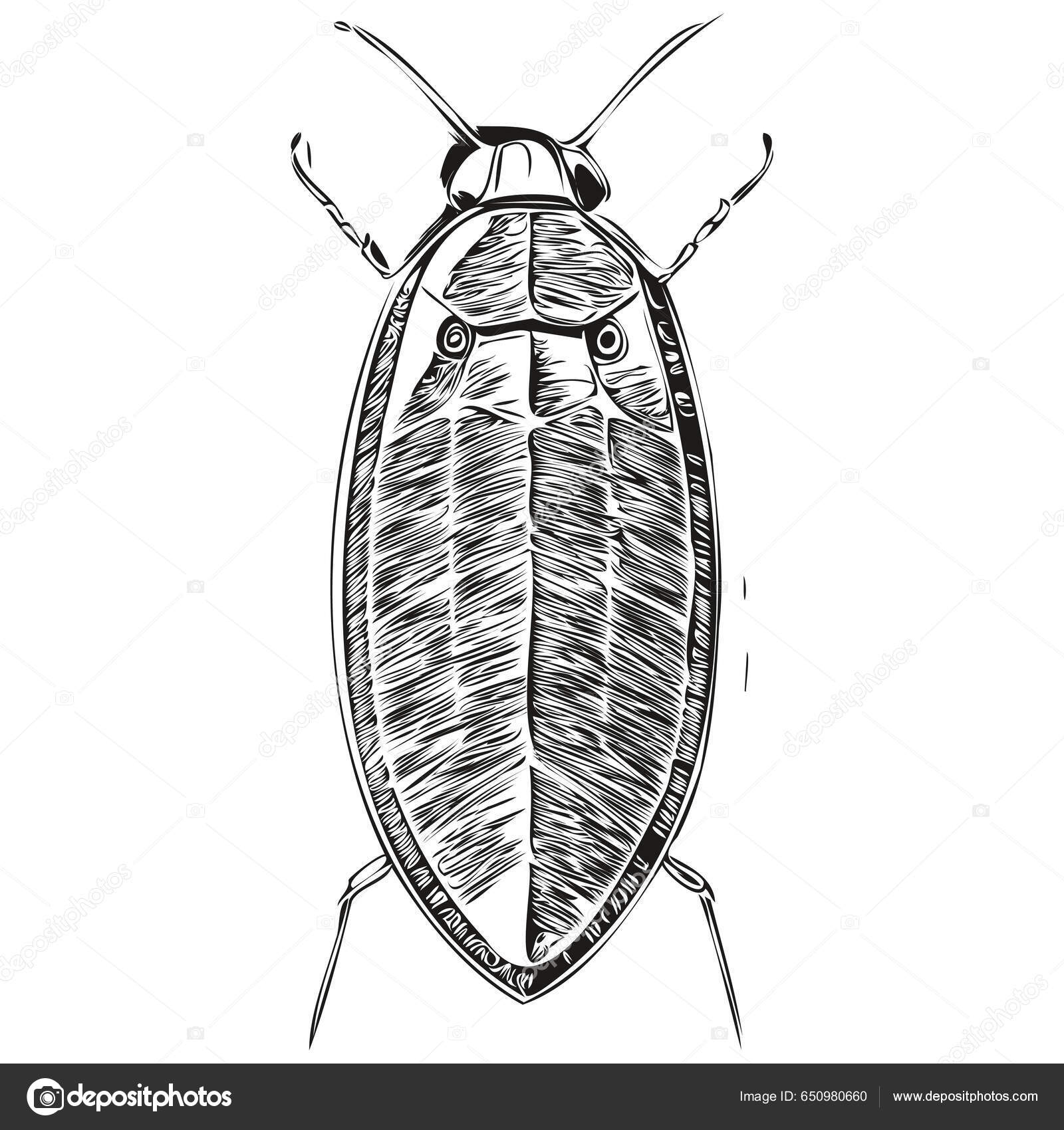 Cockroach Sketches Outline Transparent Background Hand Drawn ...