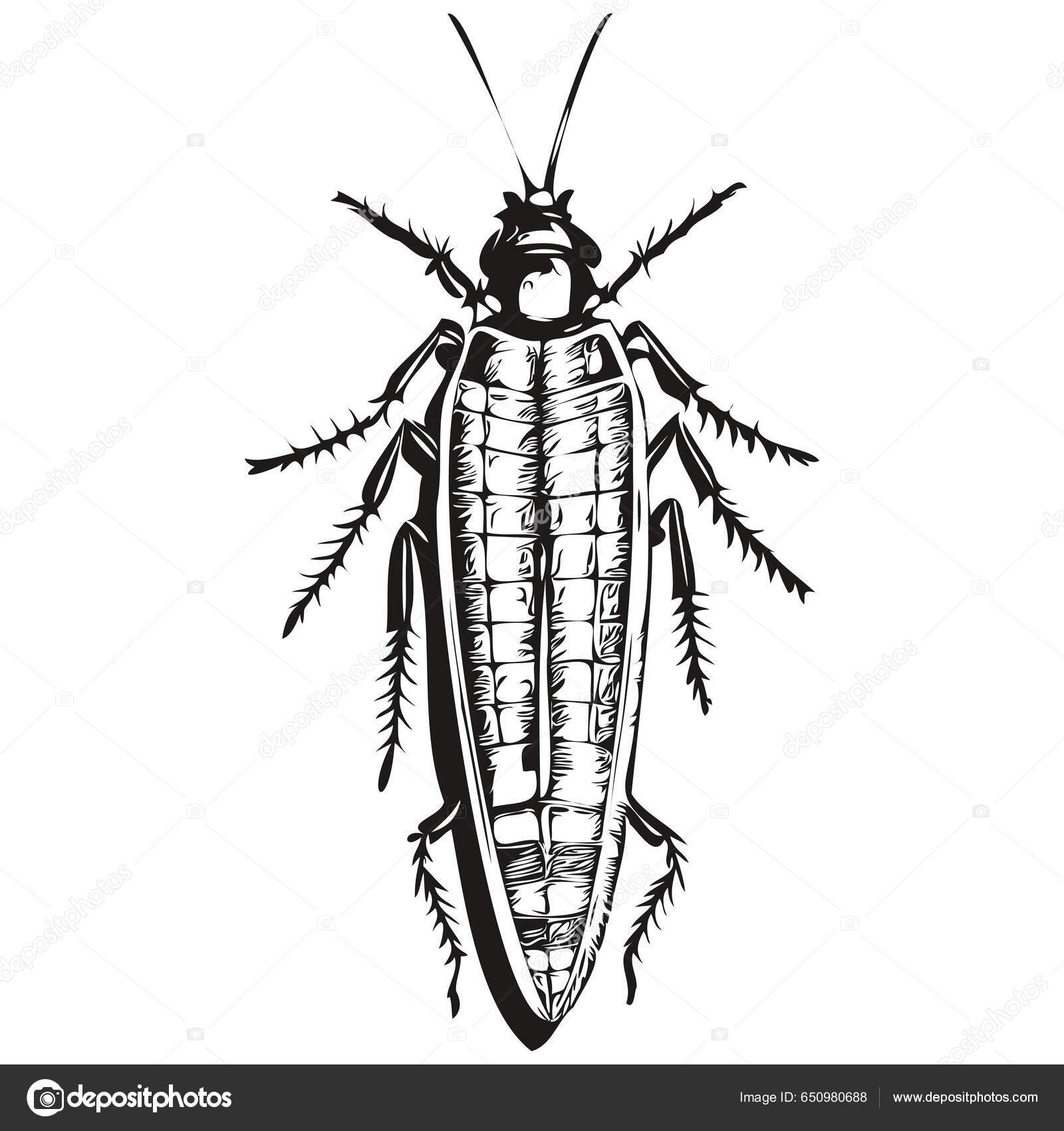 Bocetos Cucaracha Contorno Con Fondo Transparente Ilustración Dibujada ...