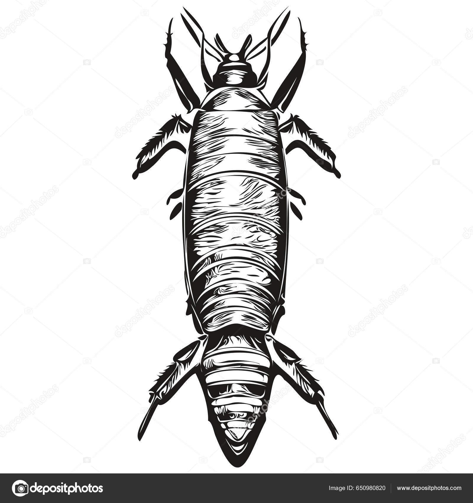 Cockroach Vector Illustration Line Art Drawing Black White Cockroache ...