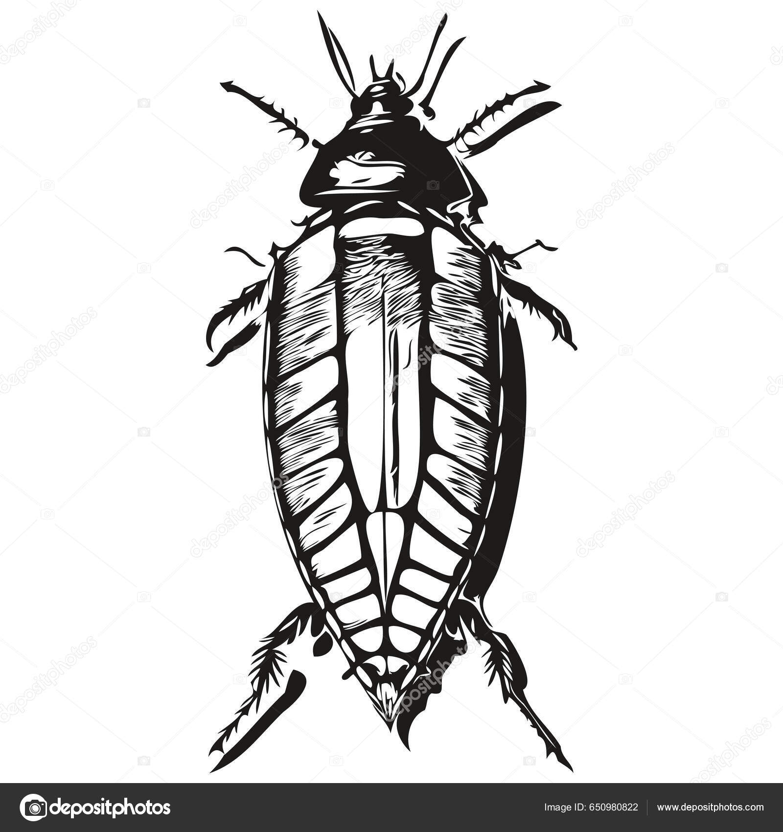 Cucaracha Vector Ilustración Línea Arte Dibujo Blanco Negro Cucaracha ...