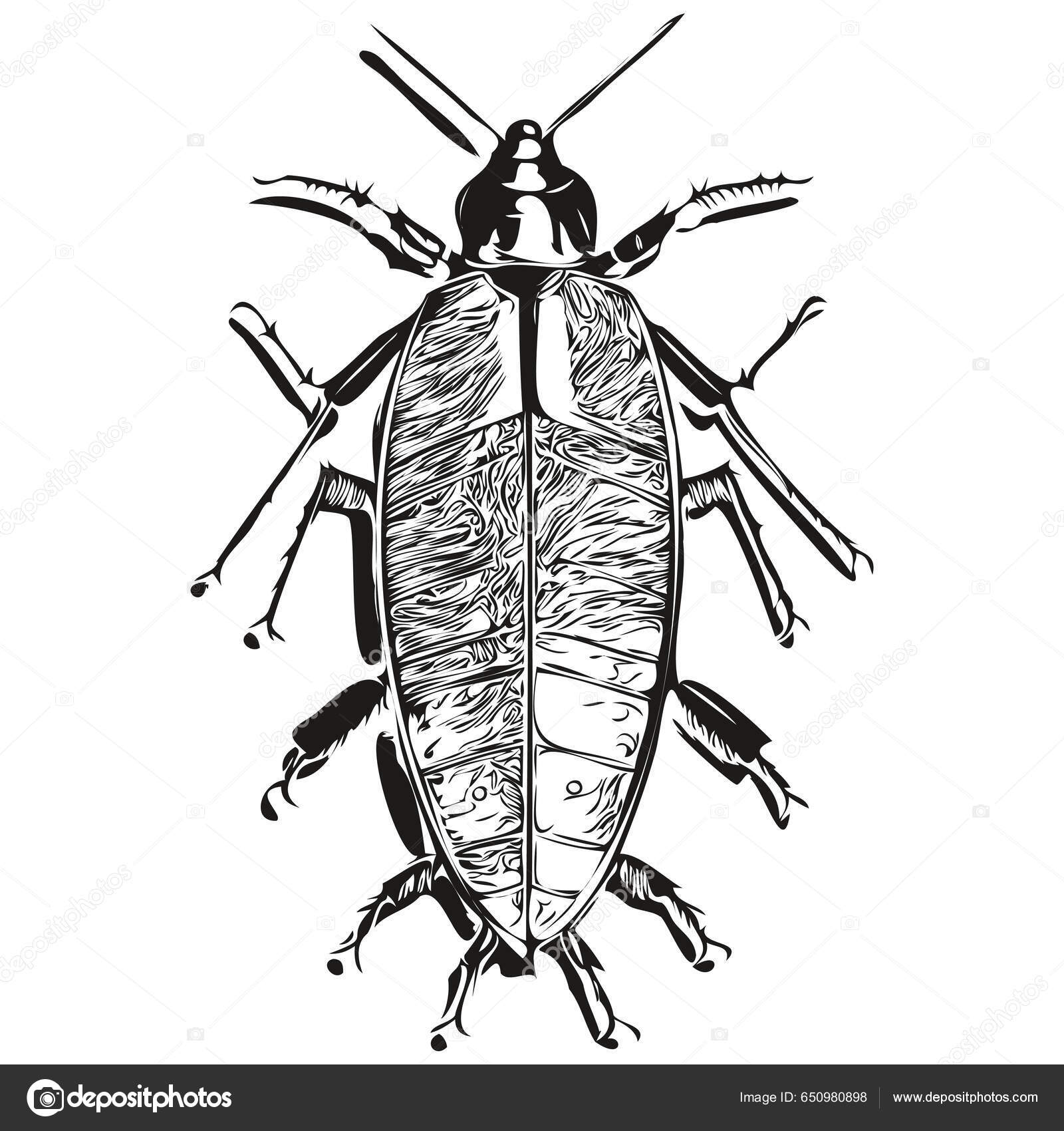 Cucaracha Vector Ilustración Línea Arte Dibujo Blanco Negro Cucaracha ...
