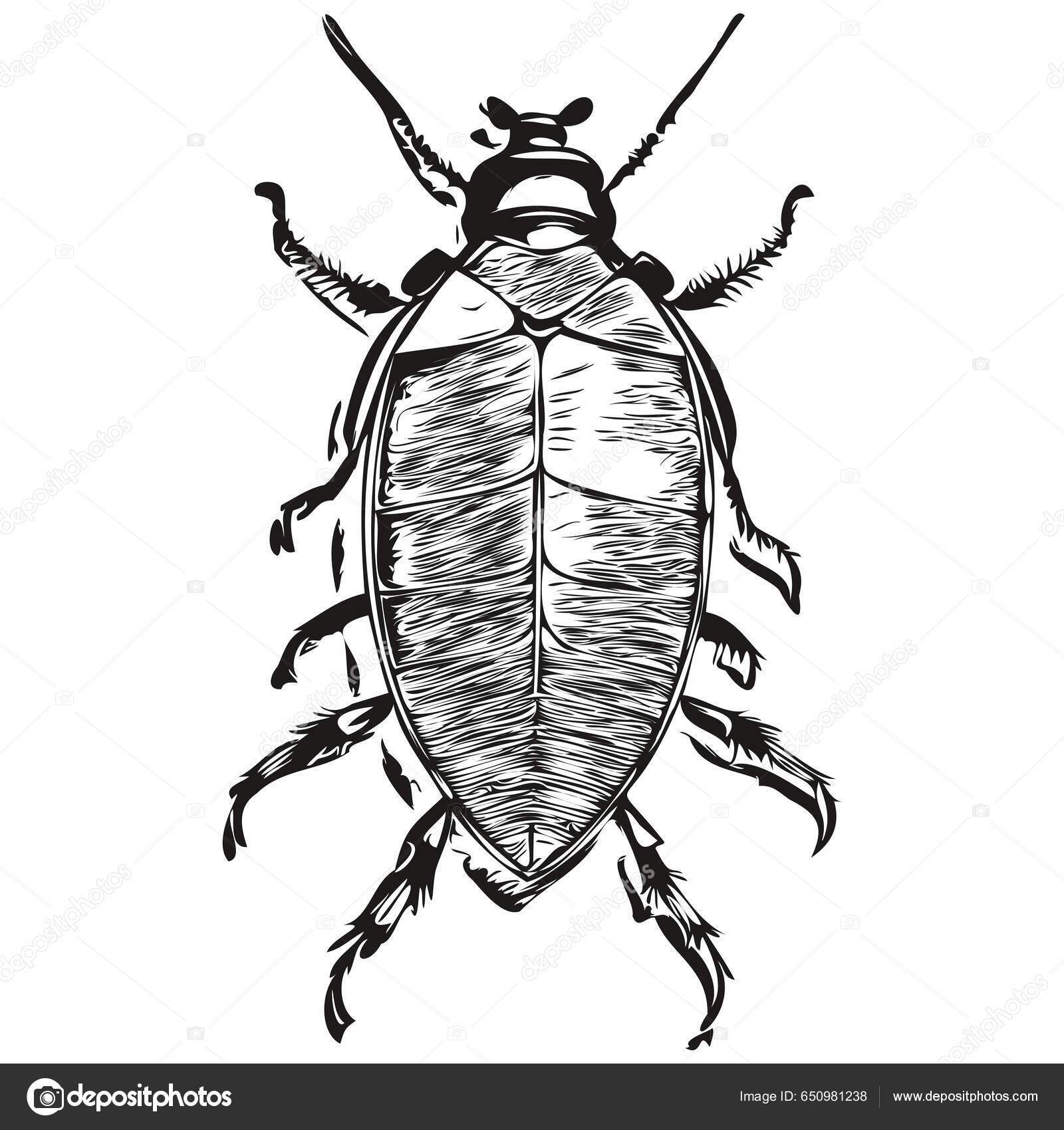 Vector Realista Cucaracha Ilustración Animal Dibujada Mano Cucaracha ...