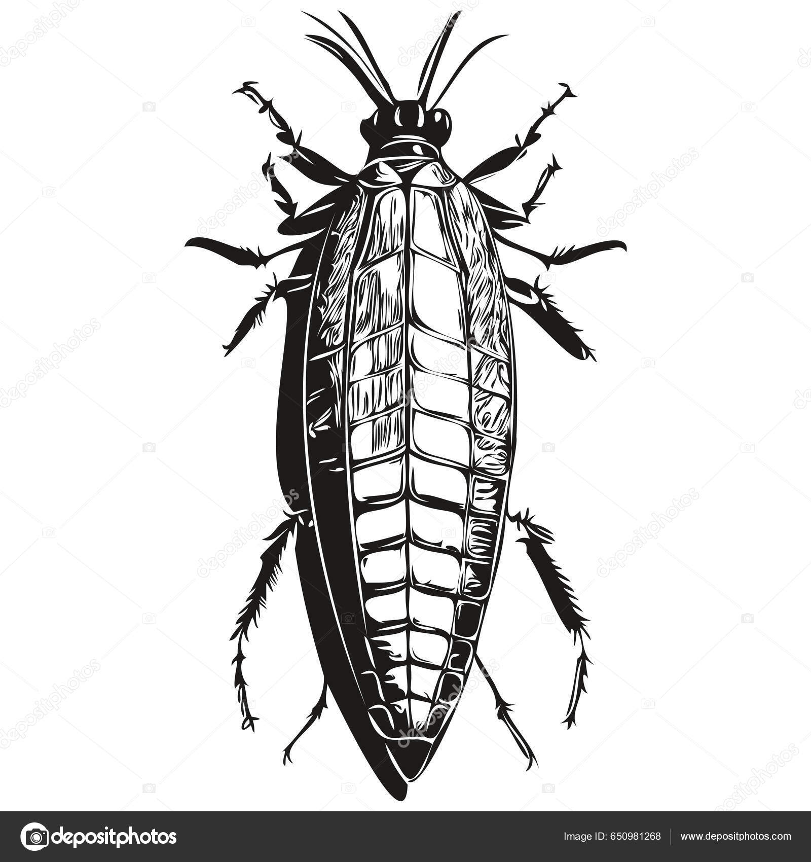 Imagen Vectorial Silueta Cucaracha Sobre Fondo Blanco Cucaracha Vector ...