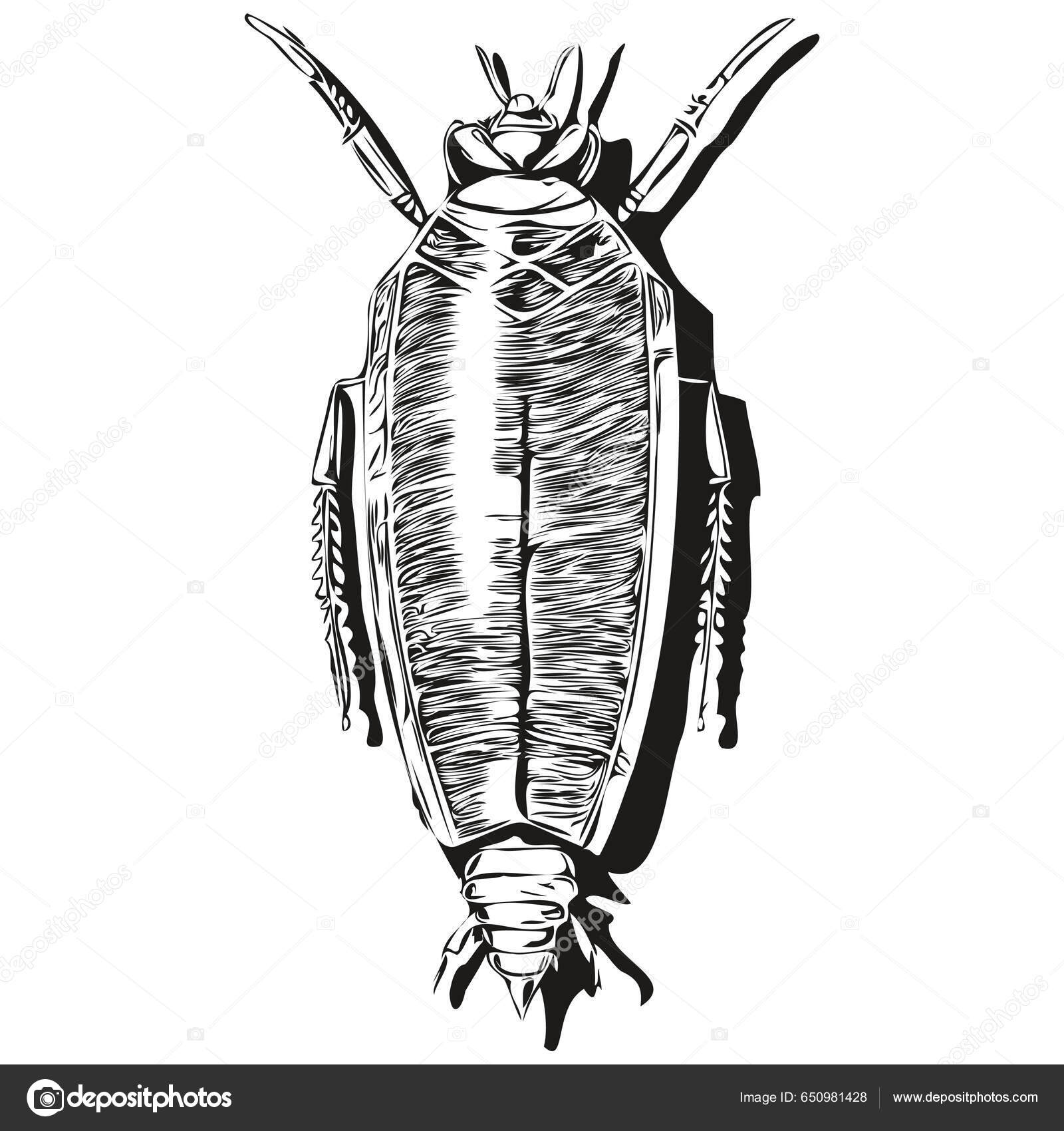 Vintage Engrave Isolated Cockroach Illustration Cut Ink Sketch ...
