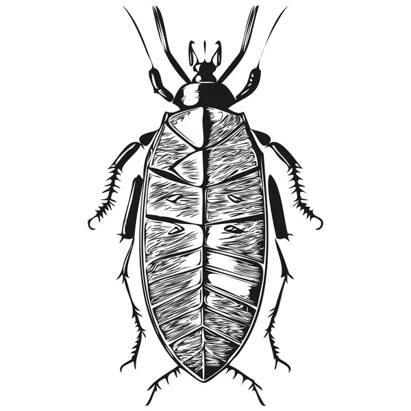 Vector Realista Cucaracha Ilustración Animal Dibujada Mano Cucaracha ...