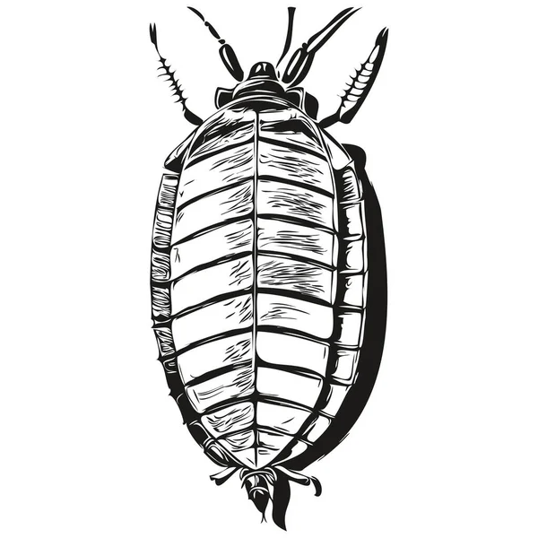 Black White Linear Paint Draw Cockroach Vector Illustration Cockroache ...