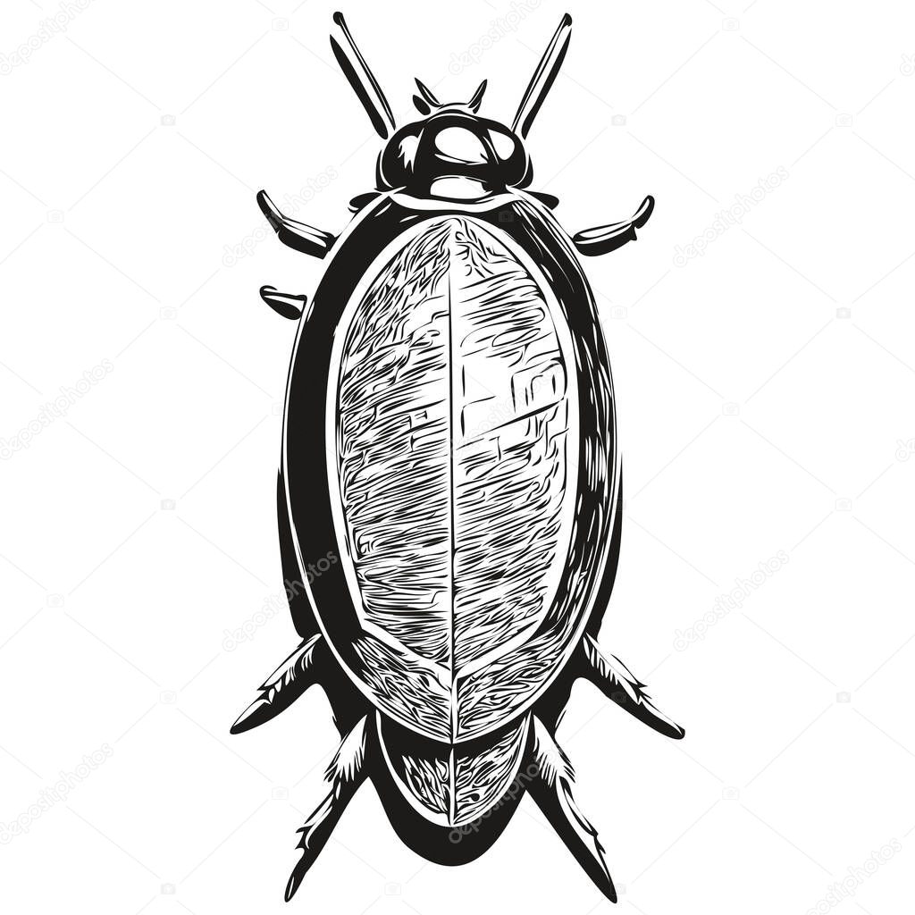 Cockroach sketches, outline with transparent background, hand drawn ...