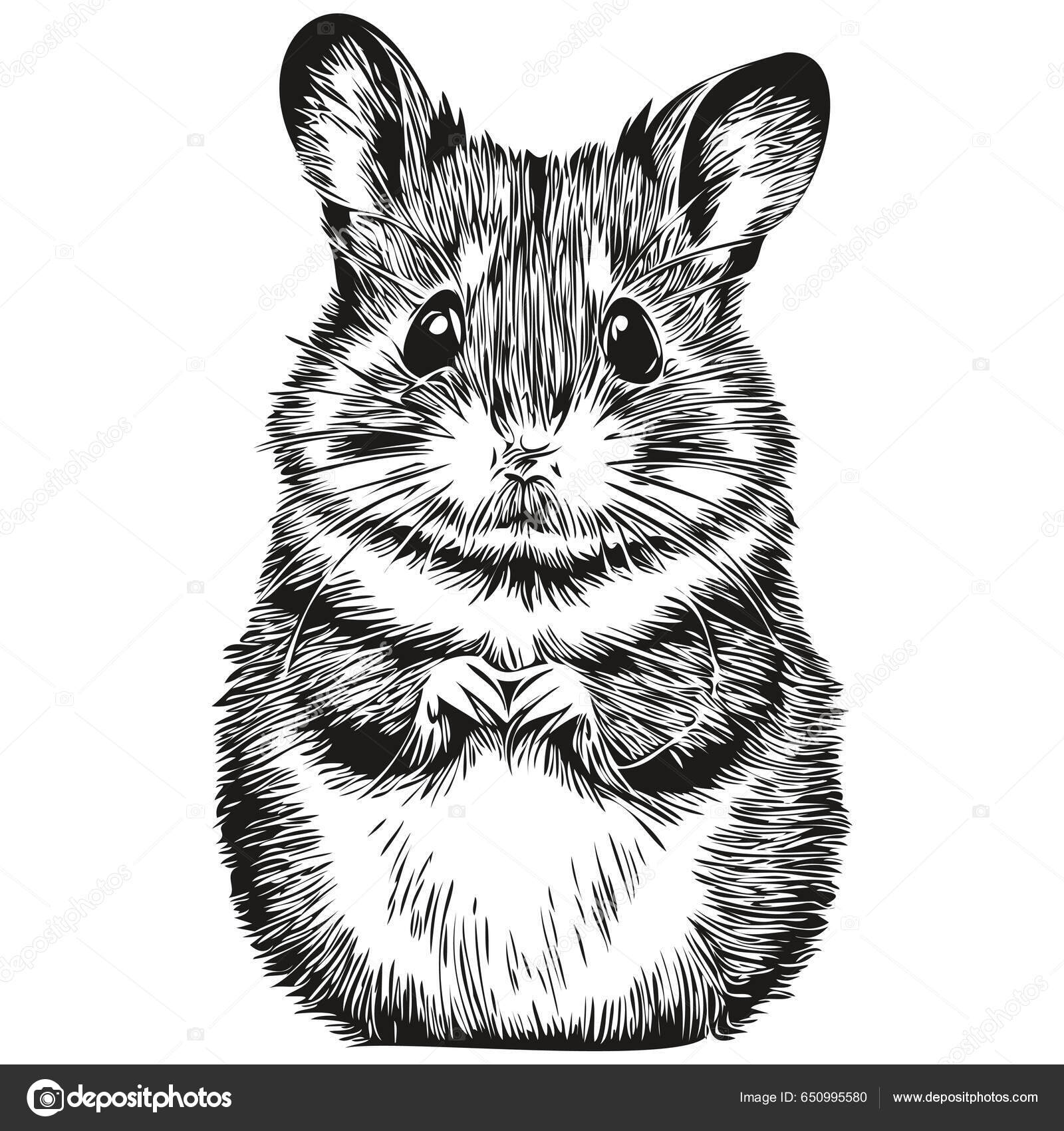 Hamster Vektor Illustration Linje Kunst Tegning Sort Hvid Hamster ...