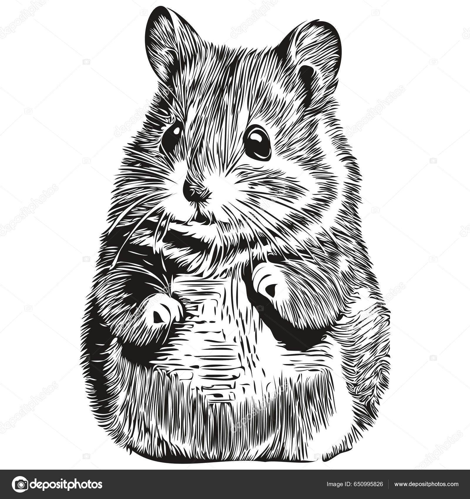 Hamster Sketch
