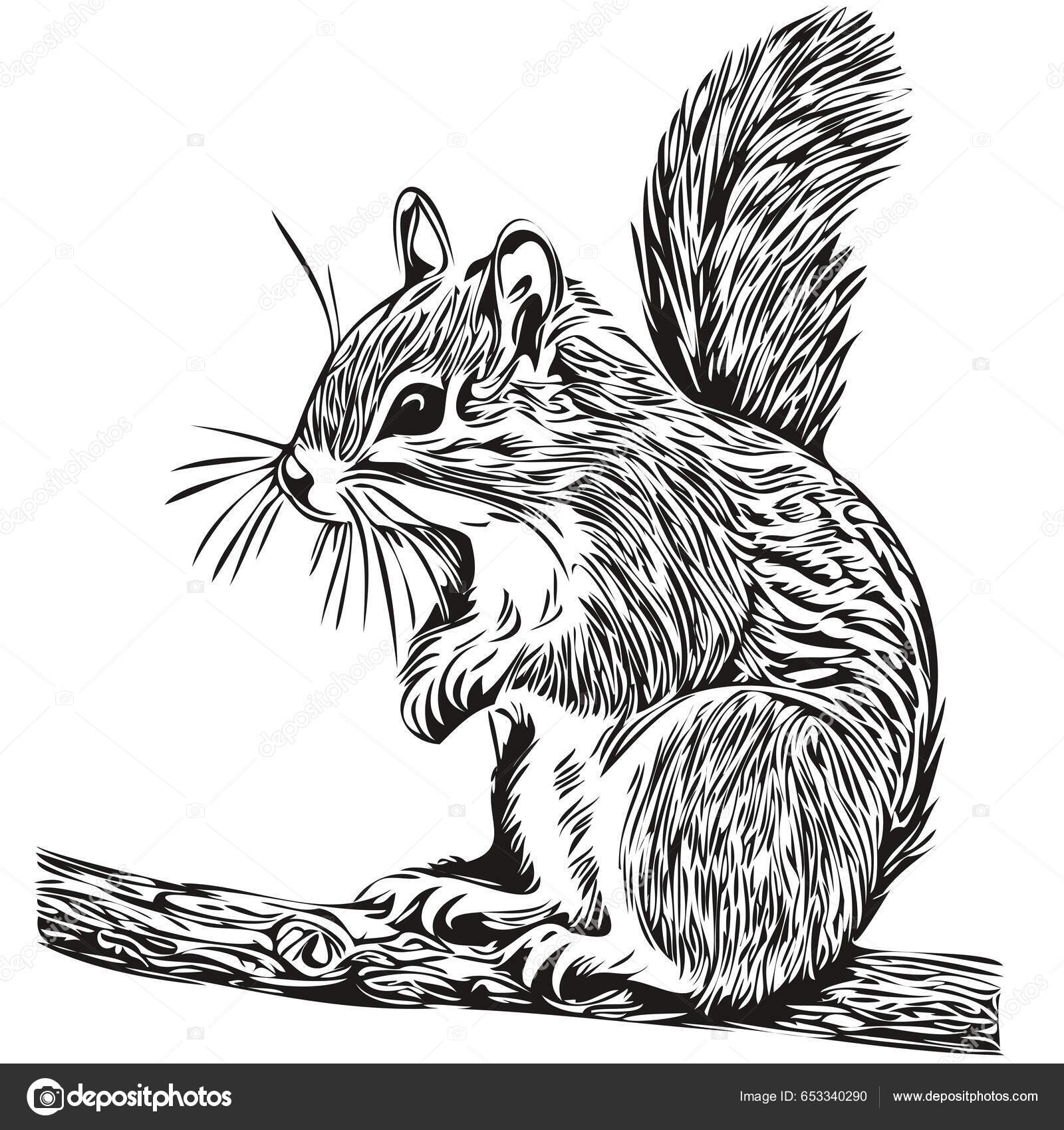 Bocetos Ardilla Contorno Con Fondo Transparente Ilustración Dibujada ...