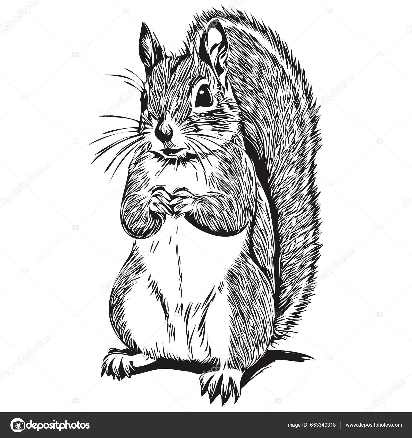 Squirrel Vector Illustration Line Art Drawing Black White Baby Squirrel ...