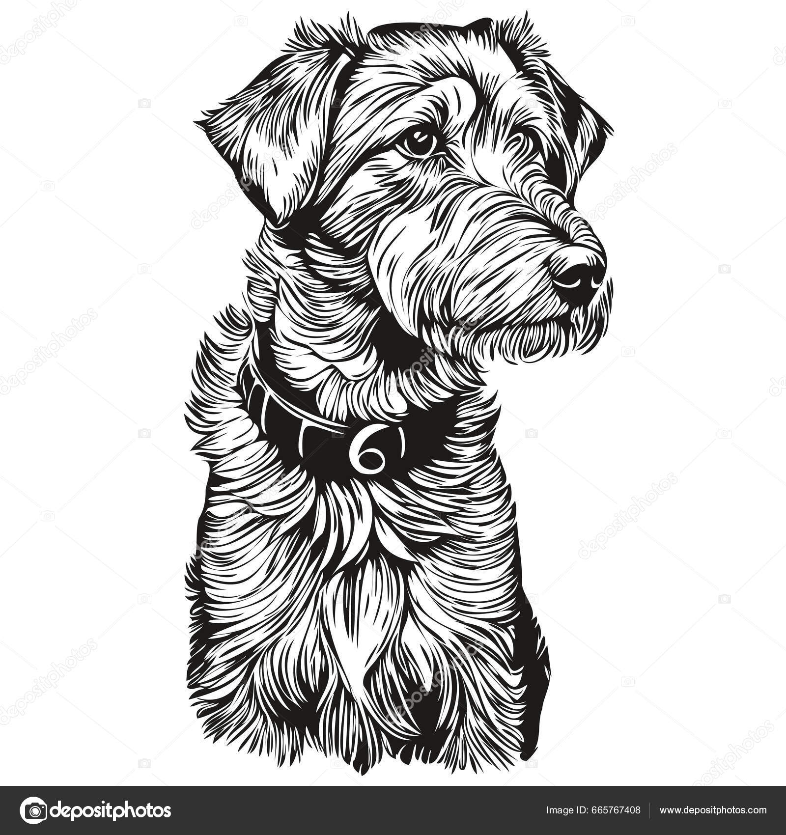 Airedale Terrier Dog Line Illustration Black White Ink Sketch Face ...