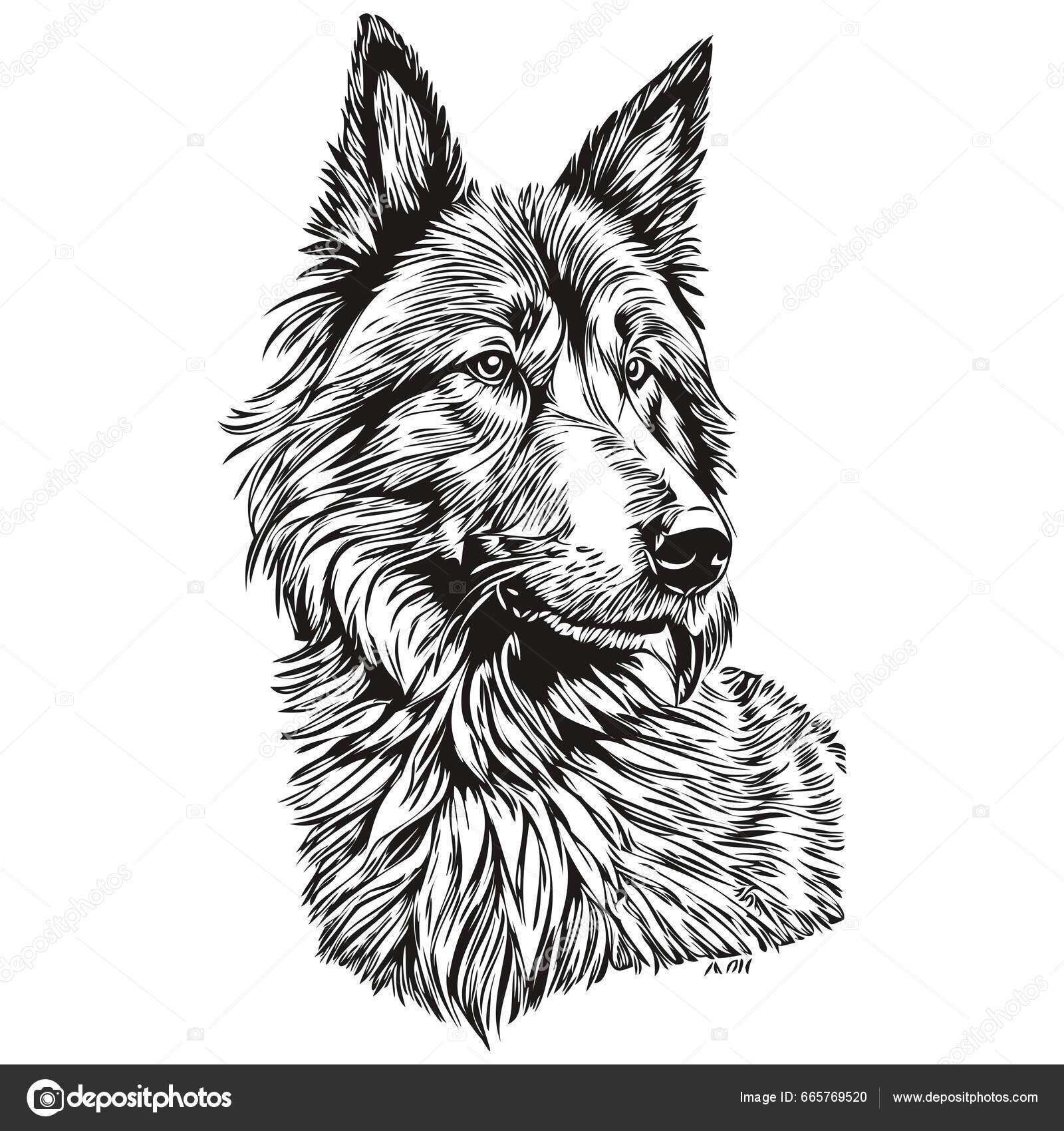 Belgiske Tervuren Hund Realistisk Blyant Tegning Vektor Linje Kunst ...