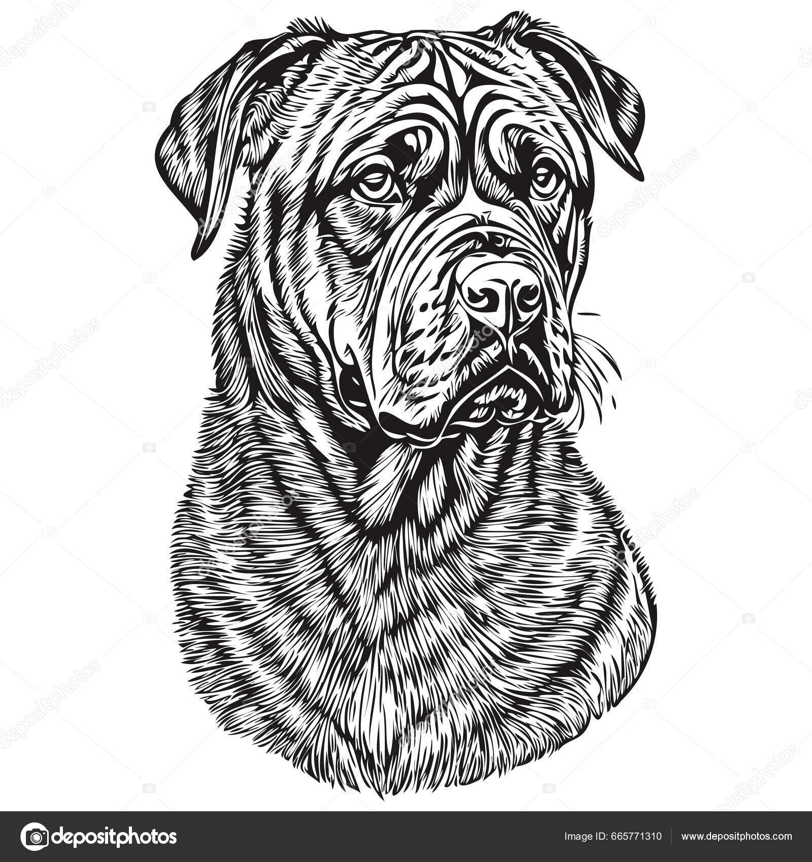 Bullmastiff Perro Logo Vector Blanco Negro Vintage Lindo Perro Cabeza ...
