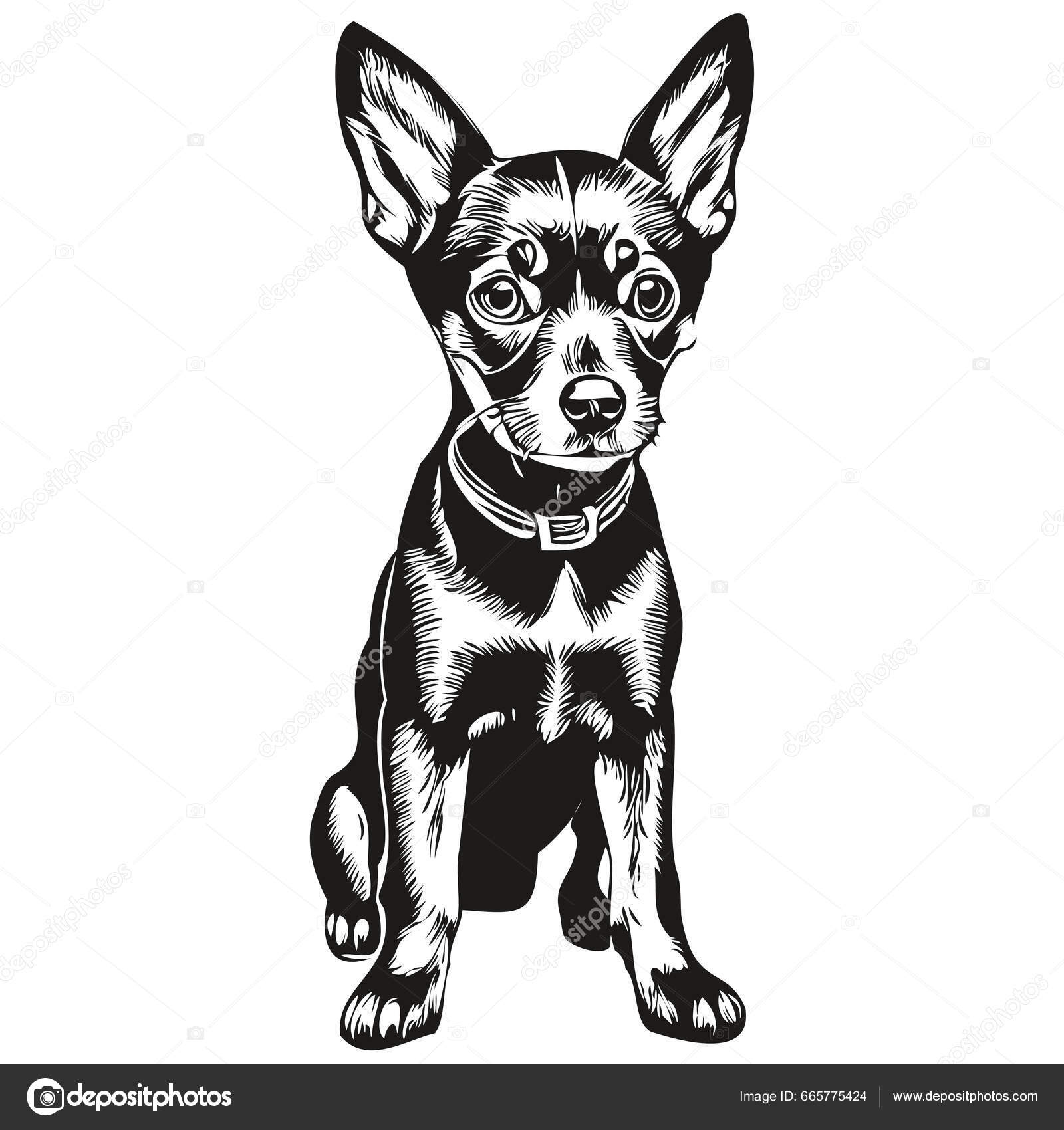 Miniature Pinscher Dog Pet Sketch Illustration Black White Engraving ...