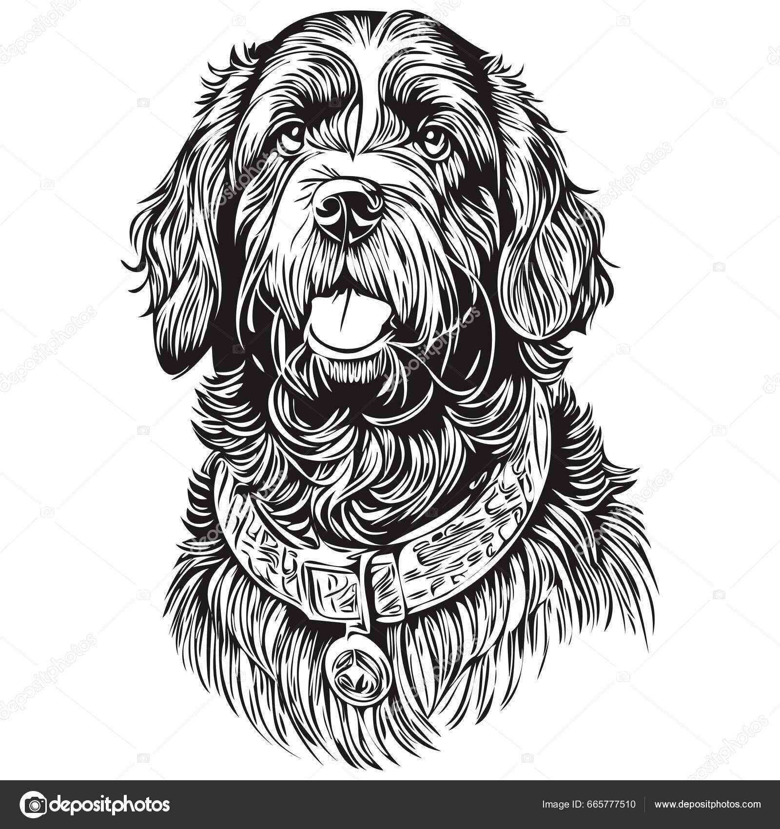 Portuguese Water Dog Vector Face Drawing Portrait Sketch Vintage Style ...
