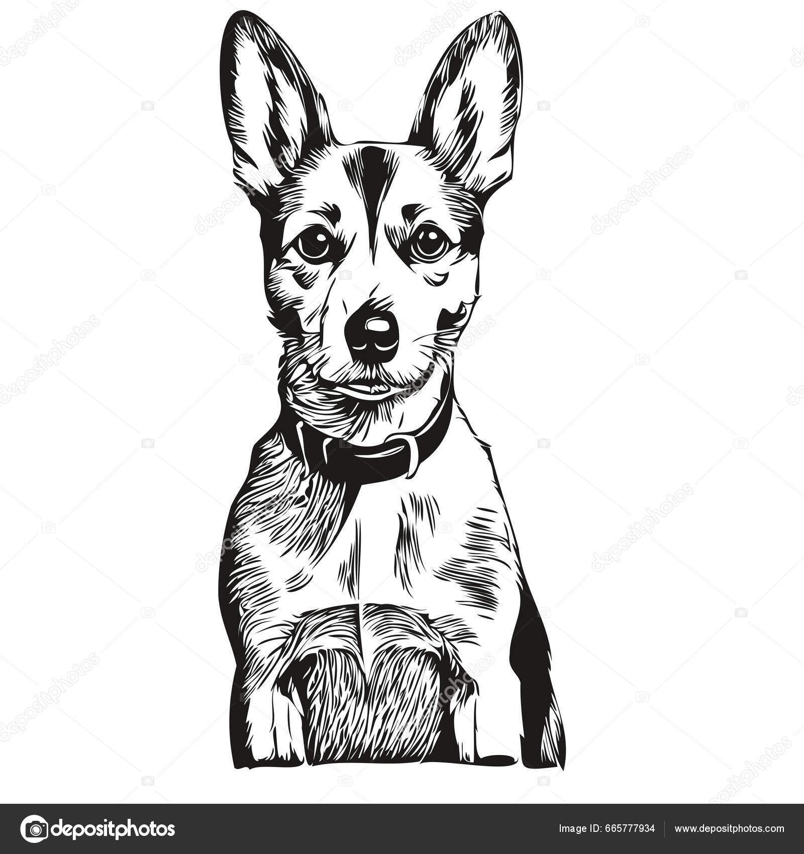 Rat Terrier Perro Realista Mascota Ilustración Dibujo Mano Cara Negro ...