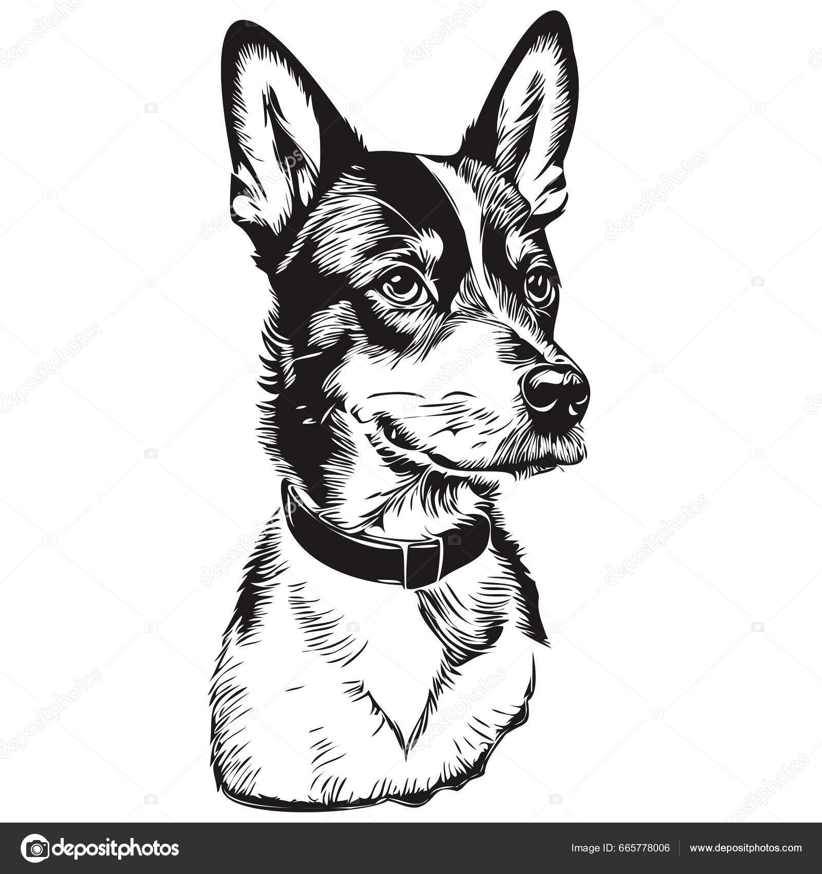 Gráficos Vectoriales Perro Rat Terrier Dibujo Dibujado Mano Ilustración ...