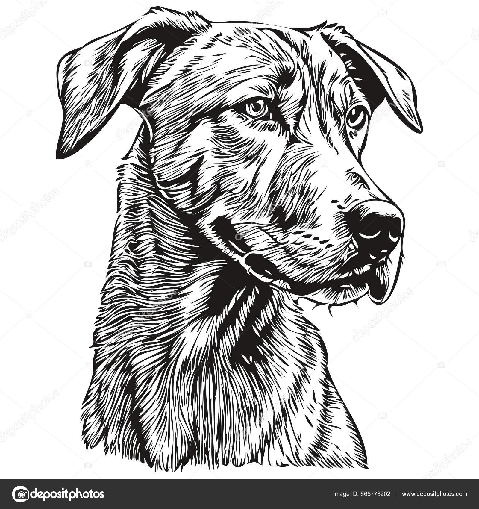 Rhodesian Ridgeback Hund Vektor Grafik Håndtegnet Blyant Dyr Linje ...