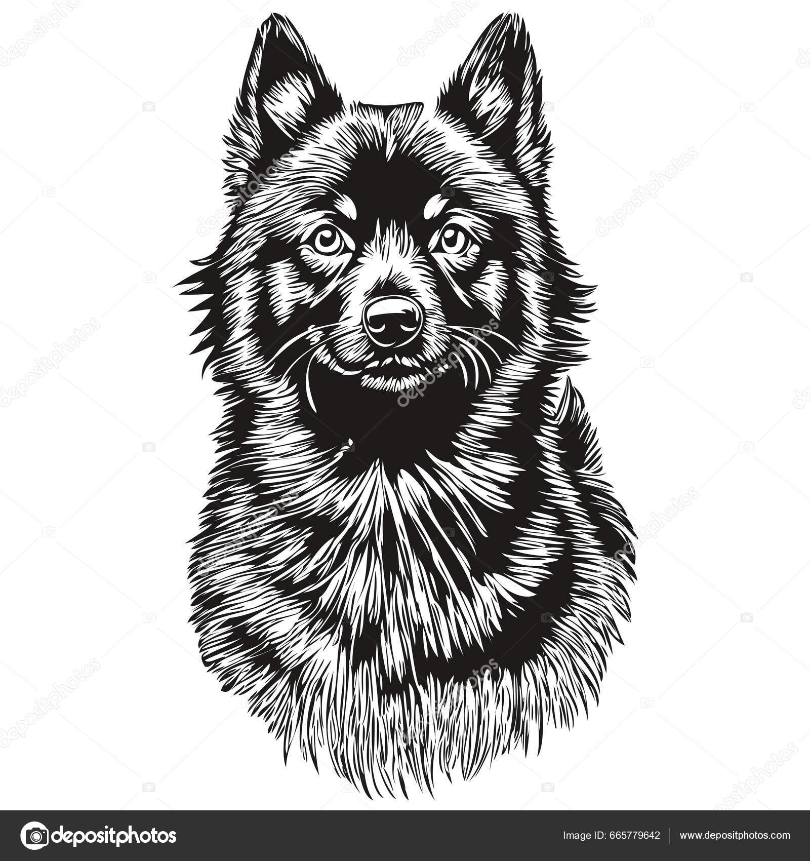 Ilustrasi Sketsa Anjing Schipperke Sketsa Vektor Ukiran Hitam Dan Putih ...