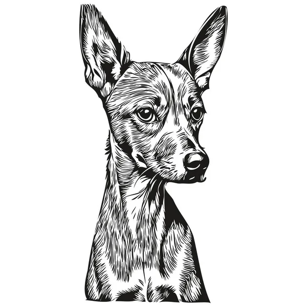 Belga Malcom Perro Logo Dibujado Mano Línea Arte Vector Dibujo Vector ...