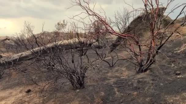 Wildfire Aftermath Devastating Landscape Scorched Ground Charred Trees ...