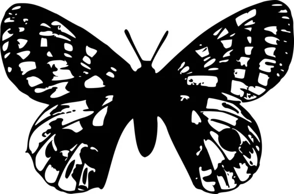 Butterfly Silhouette Insect Vector Graphics Stock Vector by ©ja ...