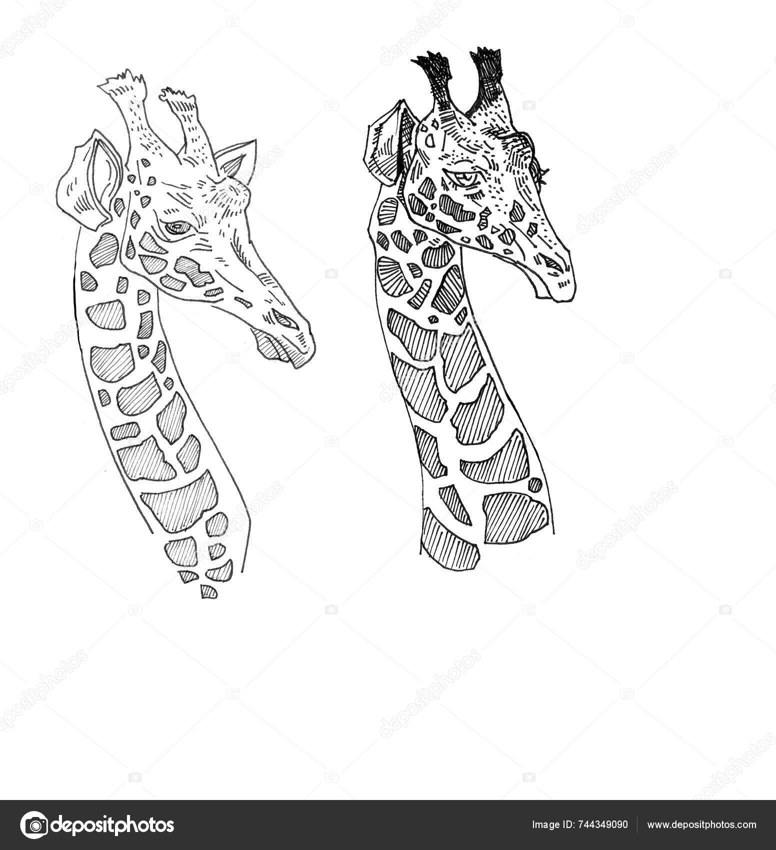 Set Giraffe Head Line Art Drawing Coloring Children Book Graphics ...