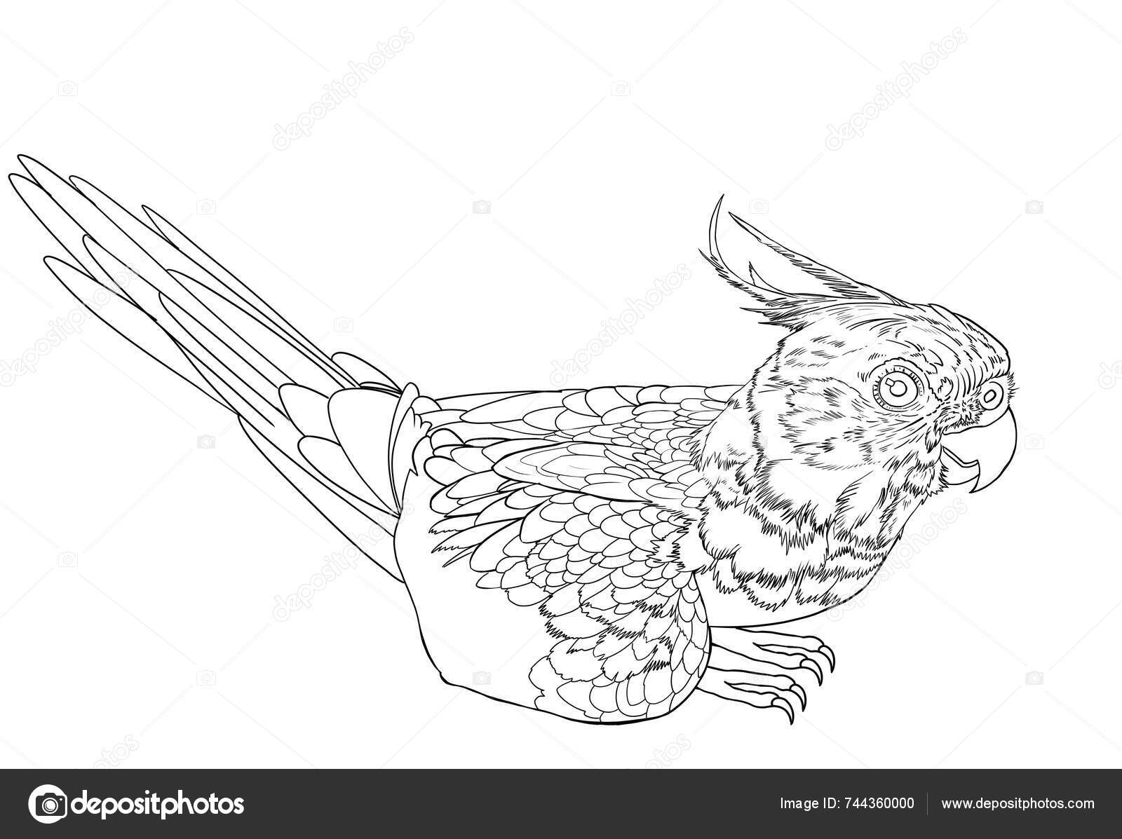 Line Art Nymph Parrot Drawing Bird Outline Coloring Book Clip — Stock ...
