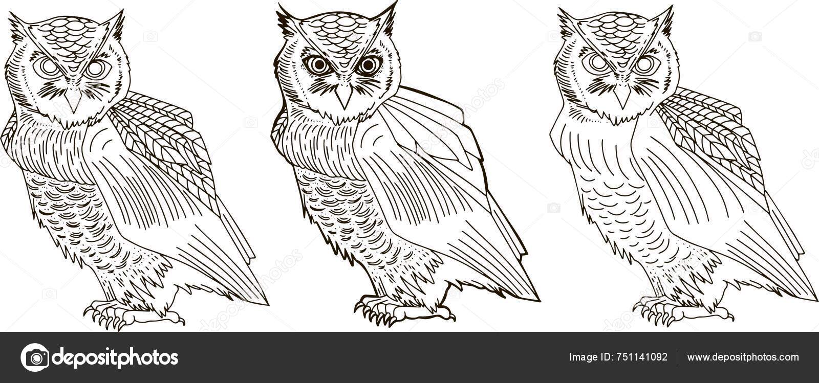 Detailed Owl Bird Drawing Line Art Coloring Book Realistic Clipart ...