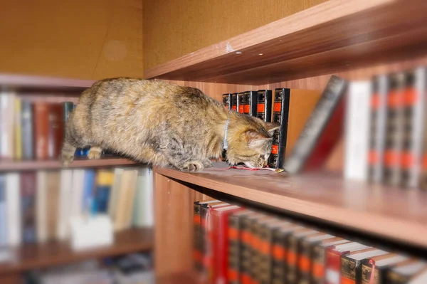 Cat in library Stock Photos, Royalty Free Cat in library Images | Depositphotos