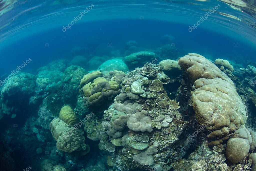 Un arrecife de coral compuesto casi enteramente de corales de roca ...
