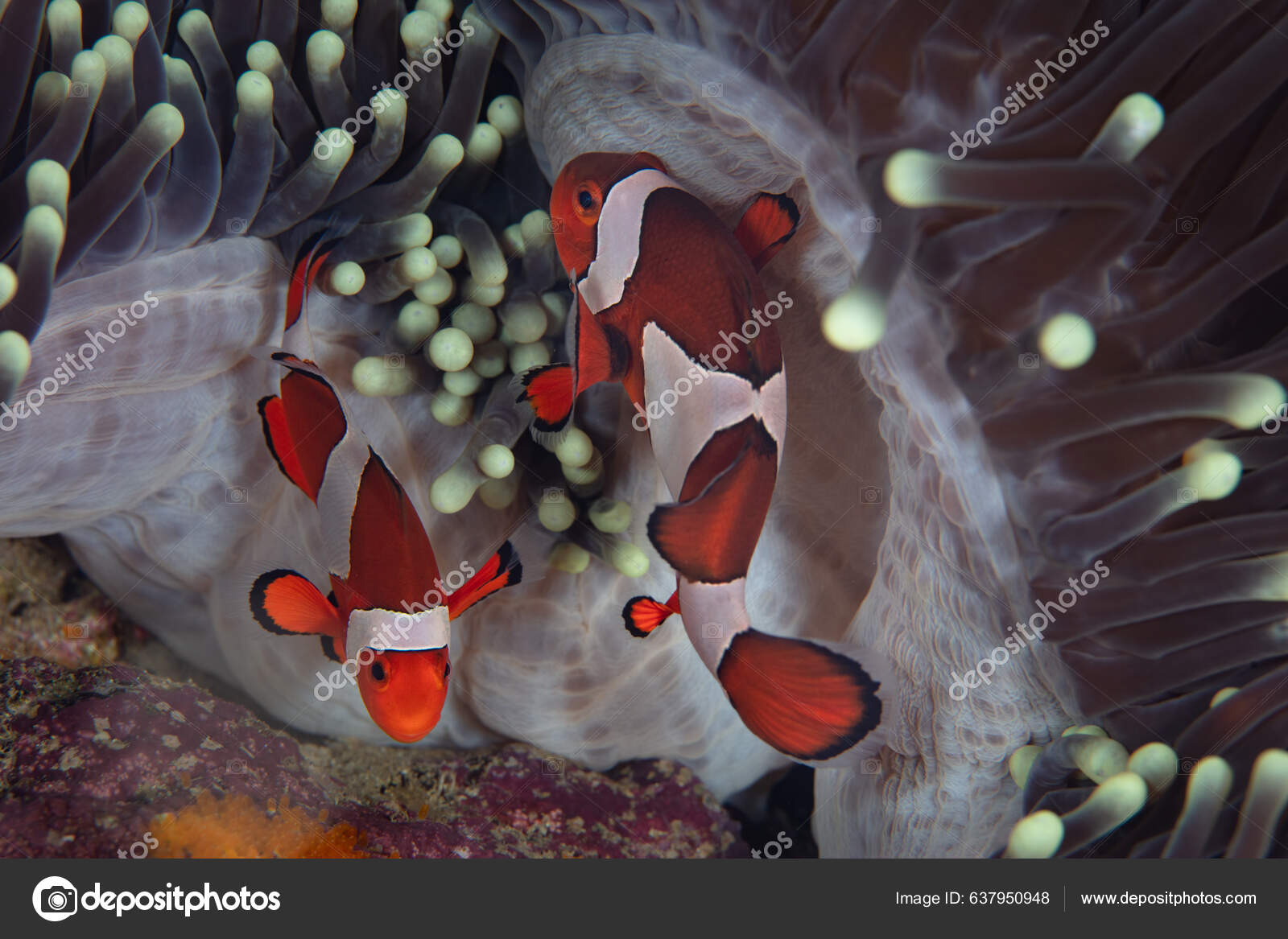 Ocellaris Clownfish Eggs