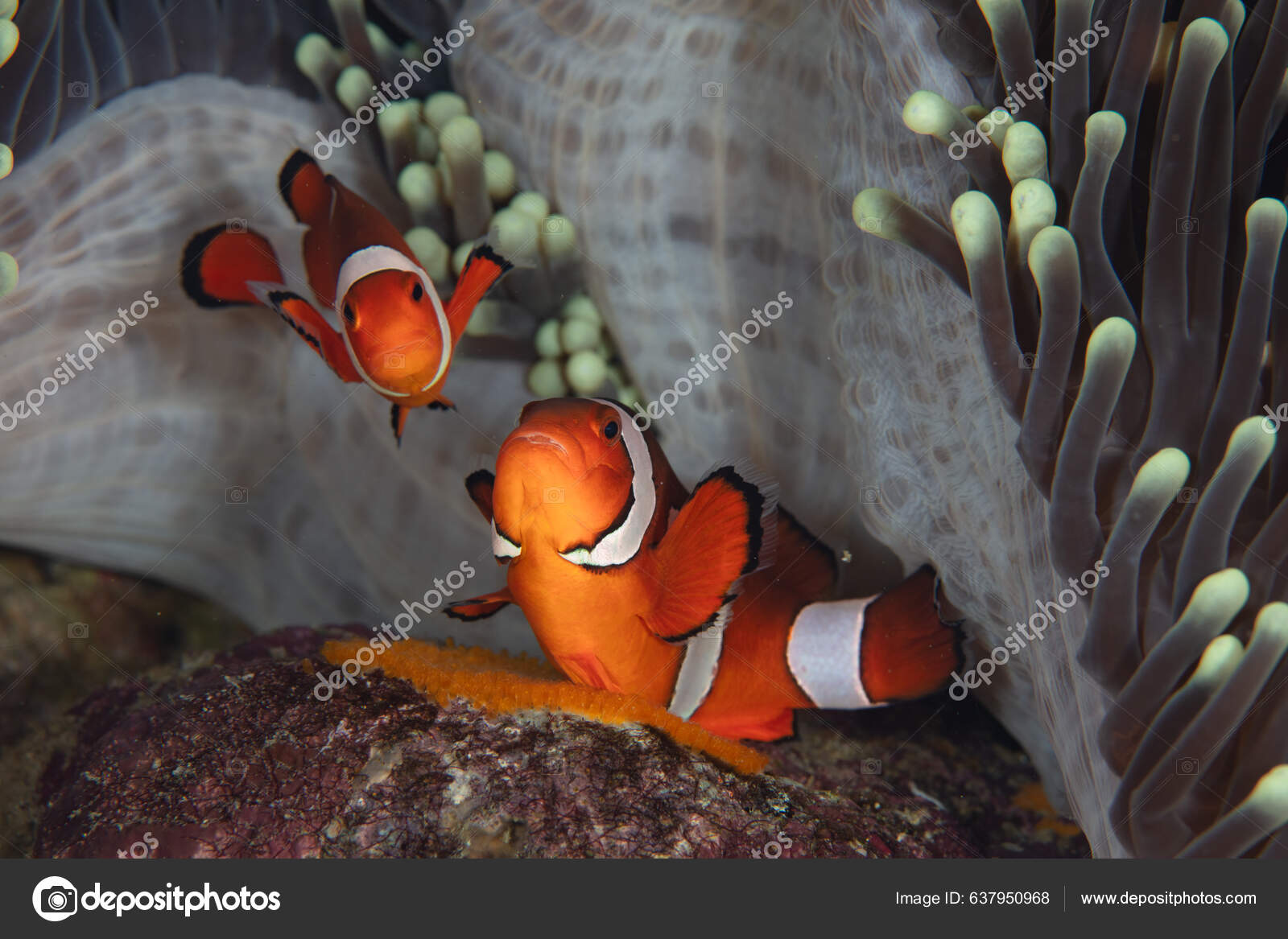 Clownfish Laying Eggs