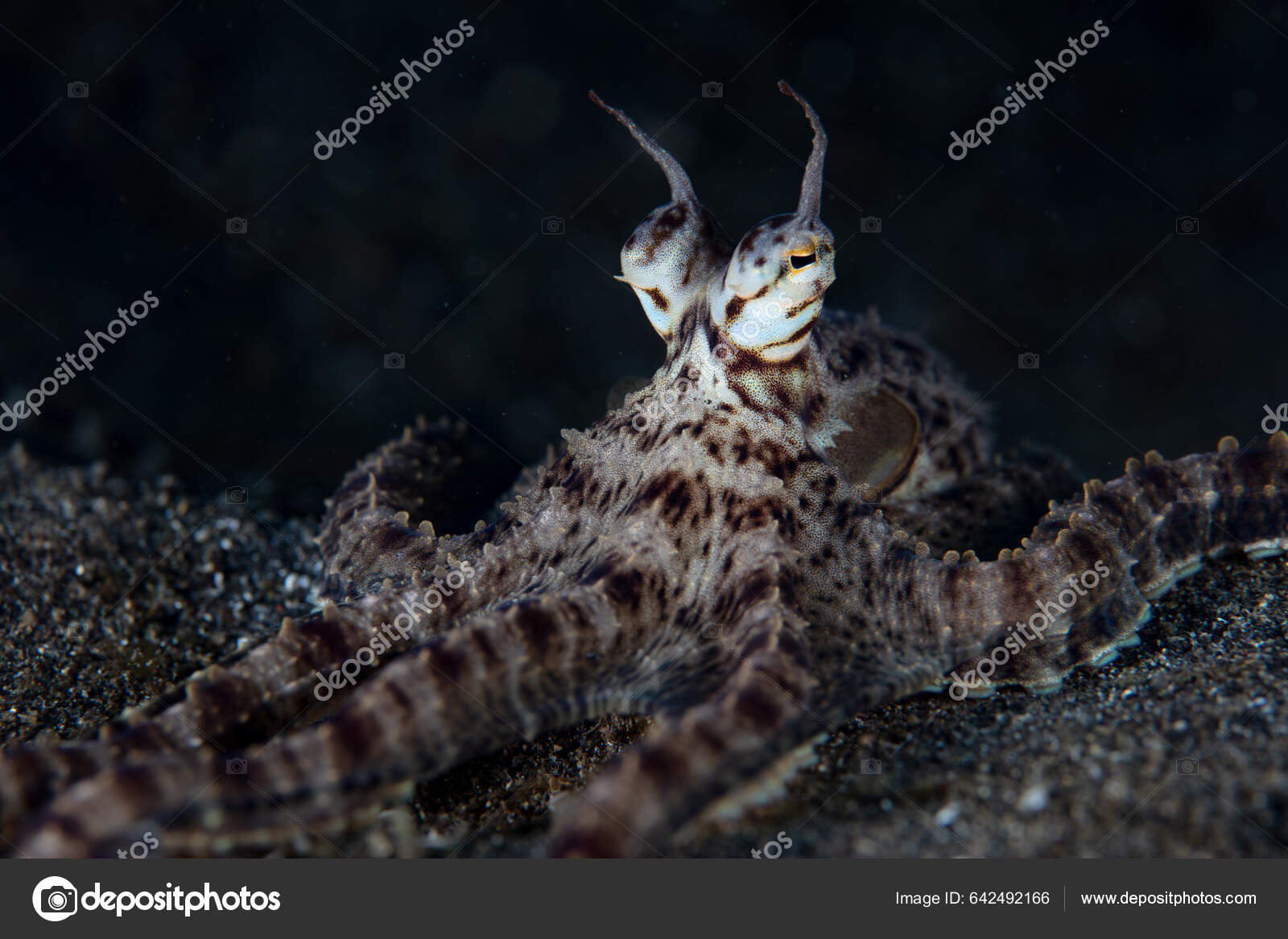 Mimic Octopus Mimic Octopus Thaumoctopus Mimicus Crawls Black Sand