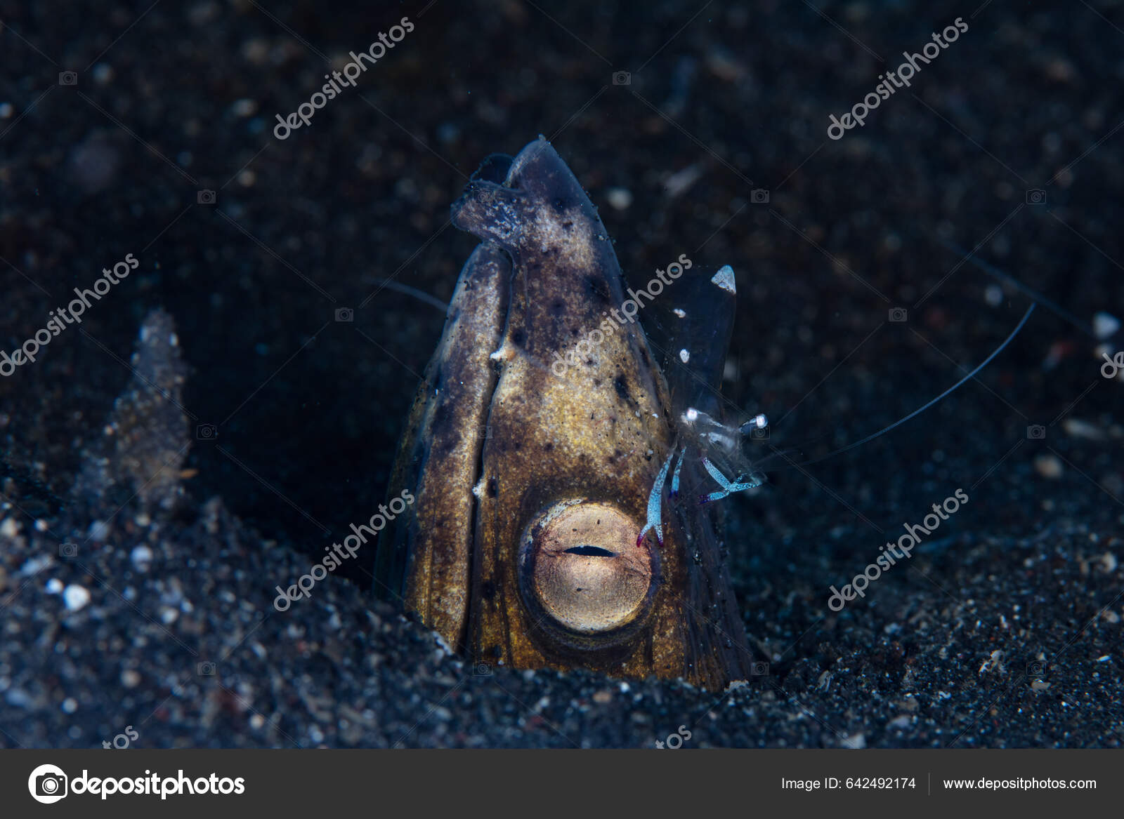 Blacksaddle Snake Eel Ophichthus Cephalozona Pokes Its Head Out Sand ...